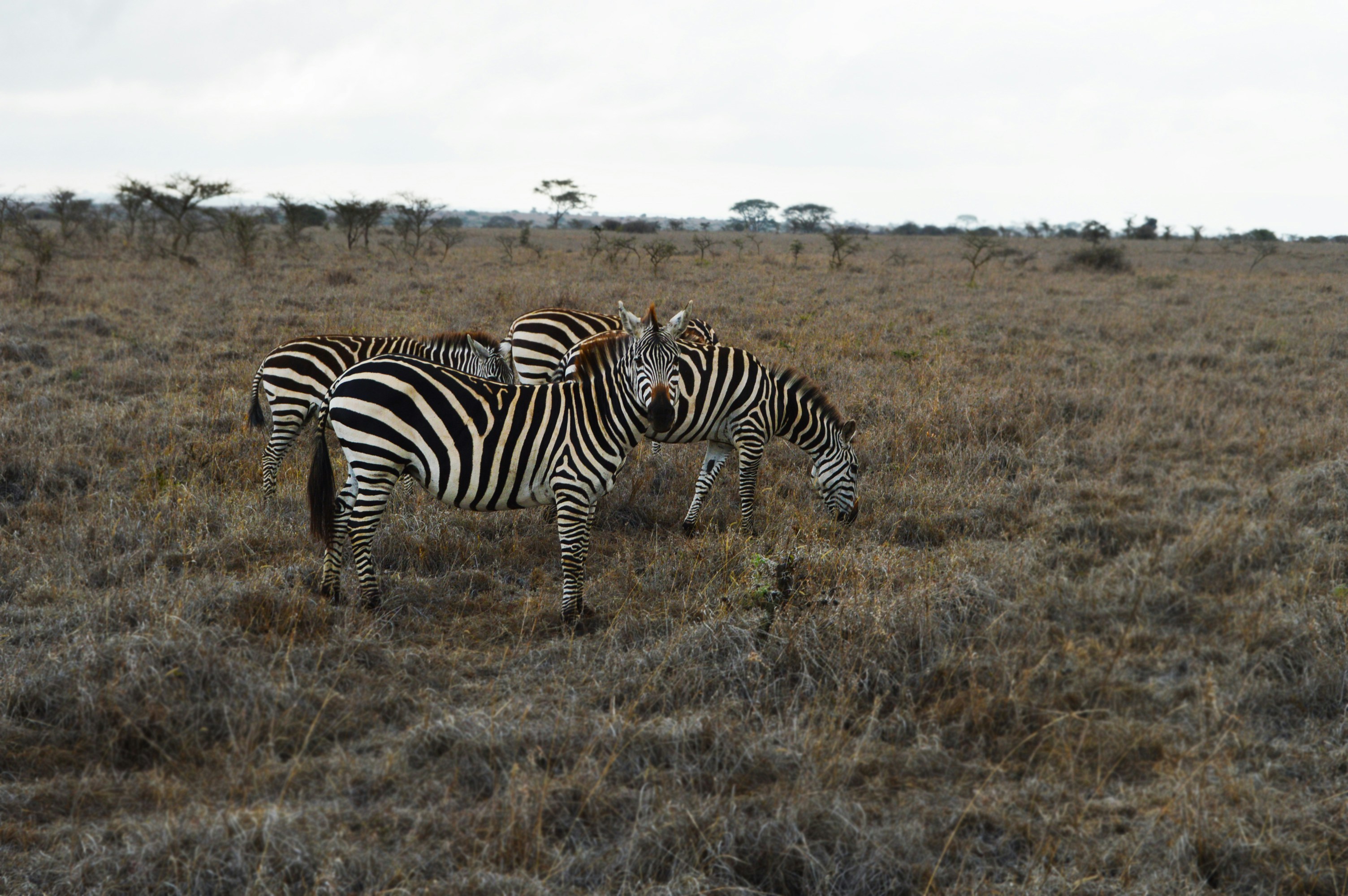 Three zebras standing and grazing in a vast, dry savannah landscape under a cloudy sky.
