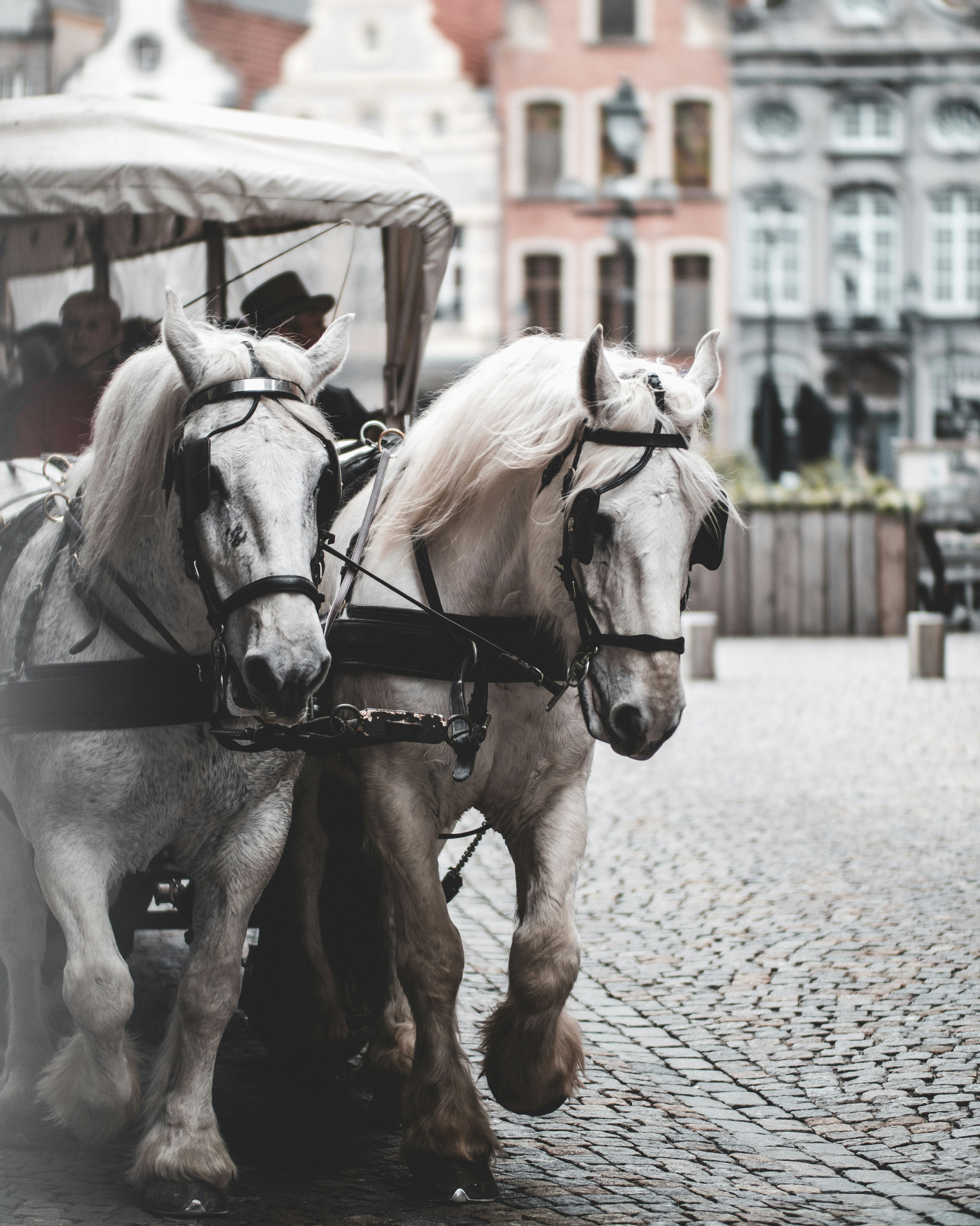 Two majestic white horses pull a carriage through a cobblestone square, surrounded by historic architecture.