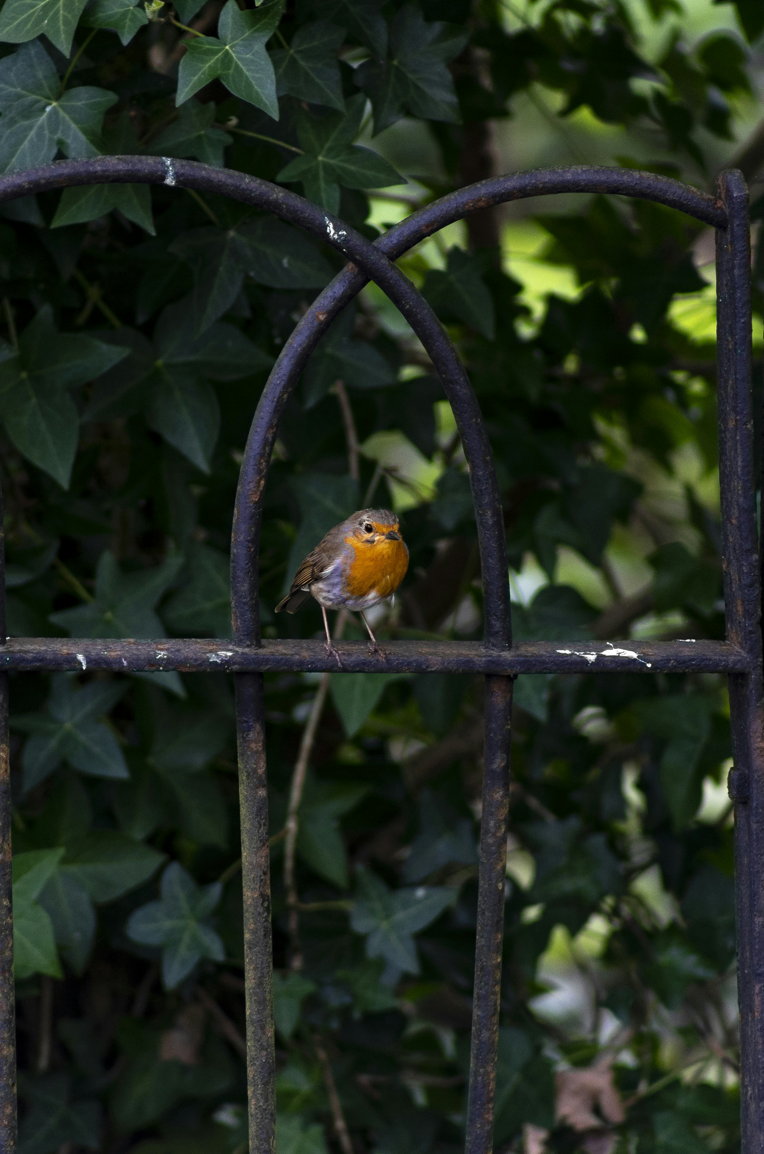Iron Gate, Robinscript: A Ruby-Breasted Pause