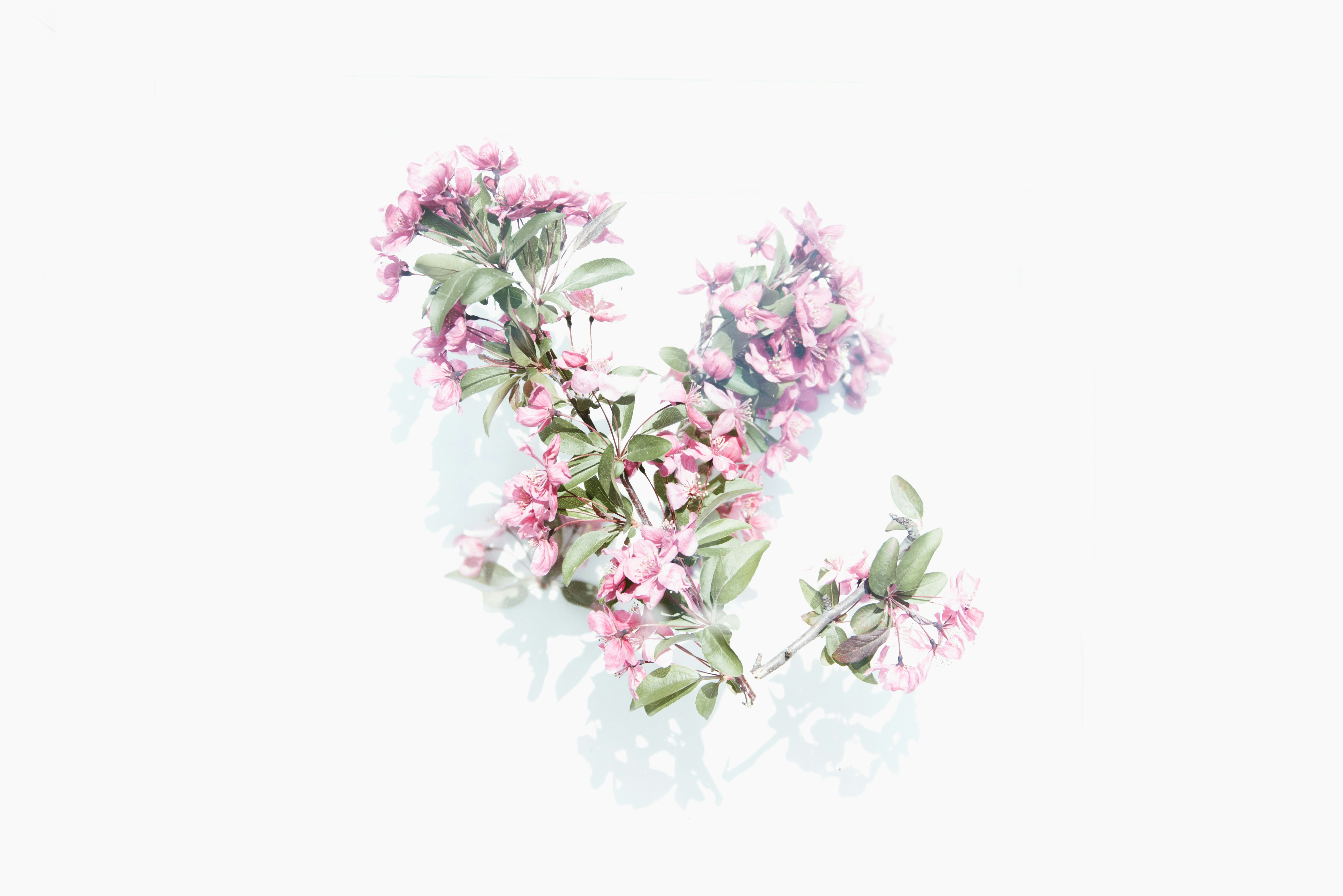 Delicate pink blossoms with green leaves float against a bright white background, evoking a sense of tranquility.