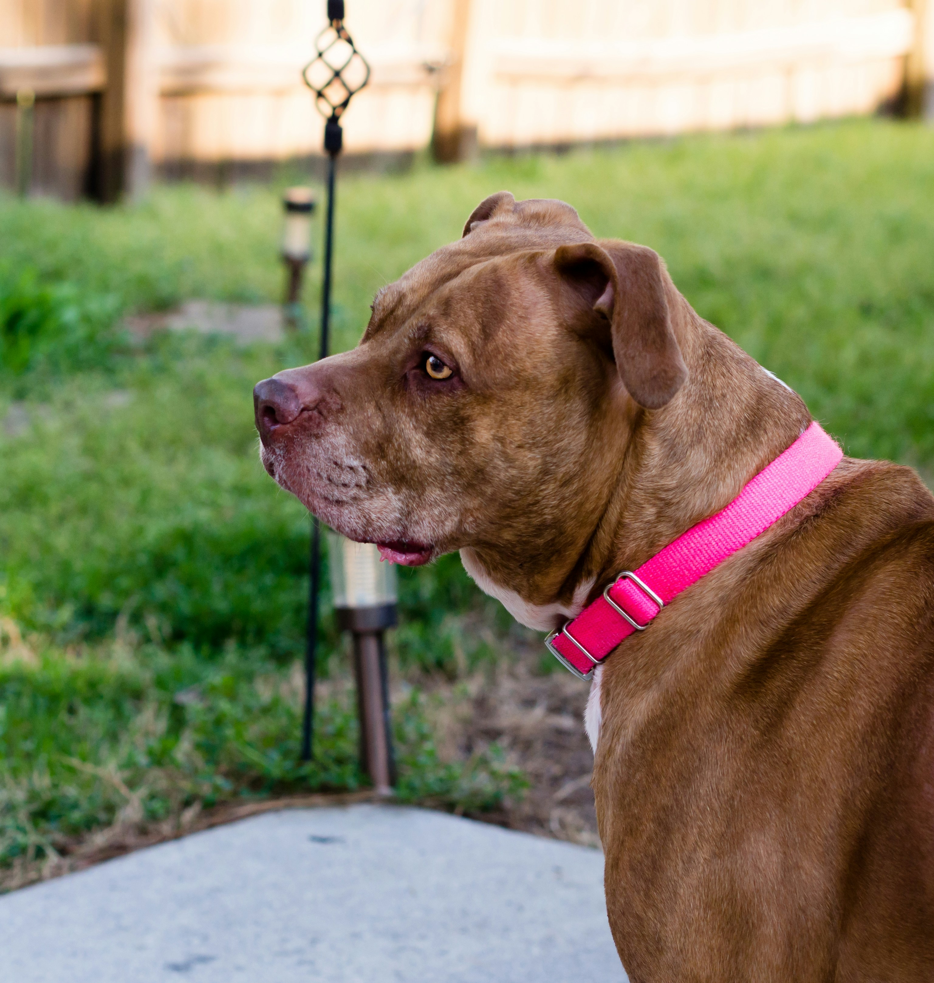 Foto de fotografía de primer plano de perro canela de pelo corto ...