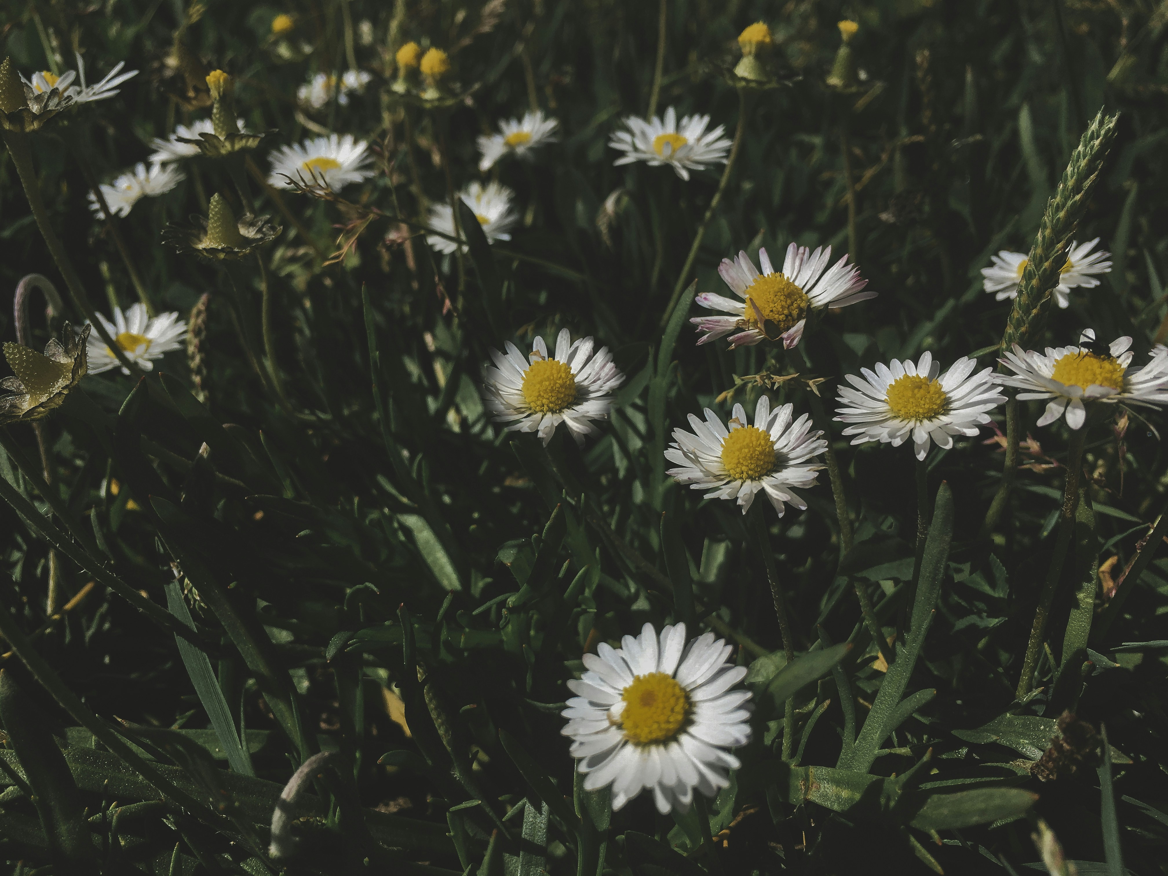 White daisies with yellow centers scattered across a lush green field under soft lighting.