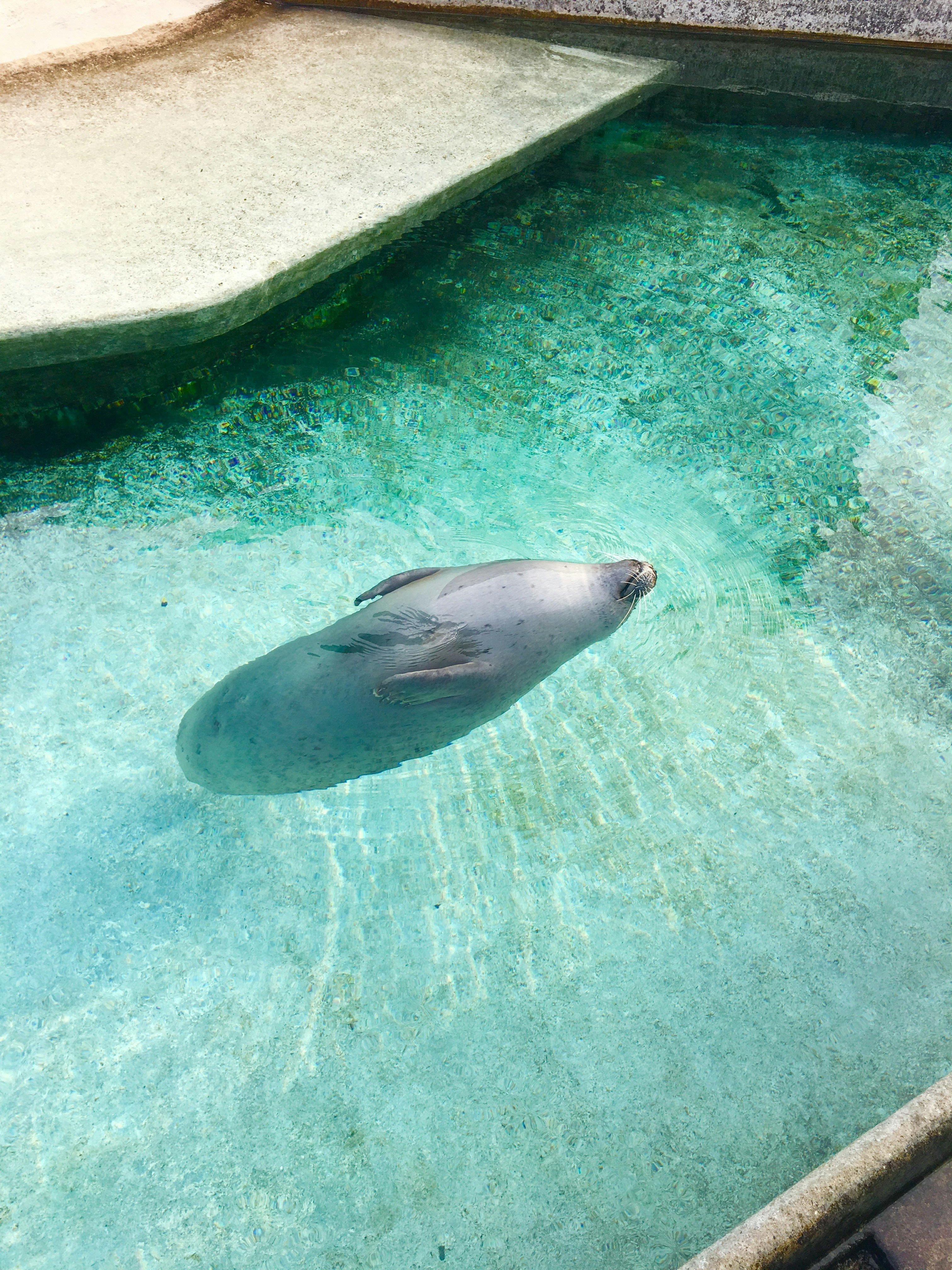 Floating Eye of the Pool: A lone seal glides in a sunlit turquoise tank