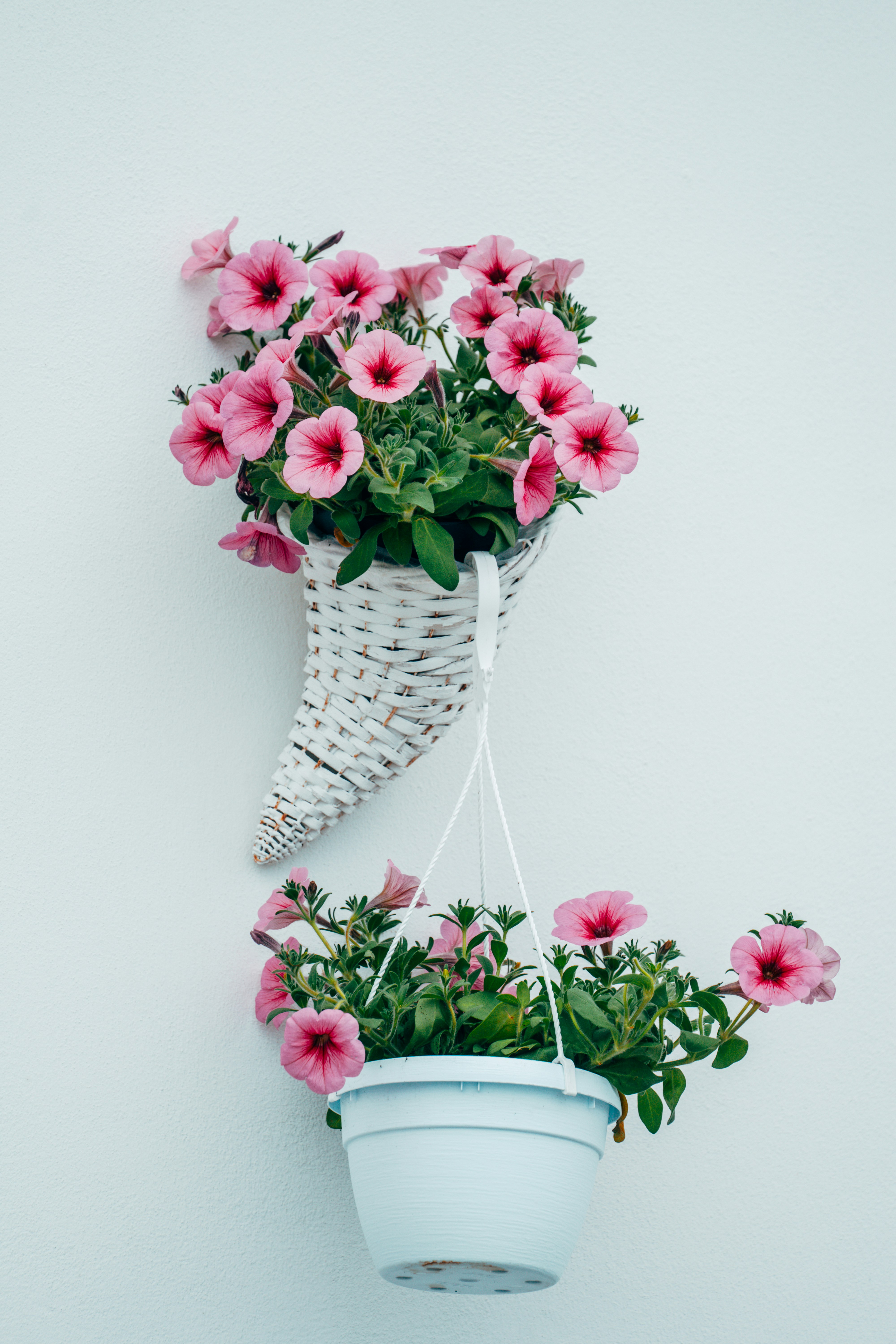 Petunia Cascade: White Wicker Cone and Pale Blue Hanging Pot on a Quiet Wall