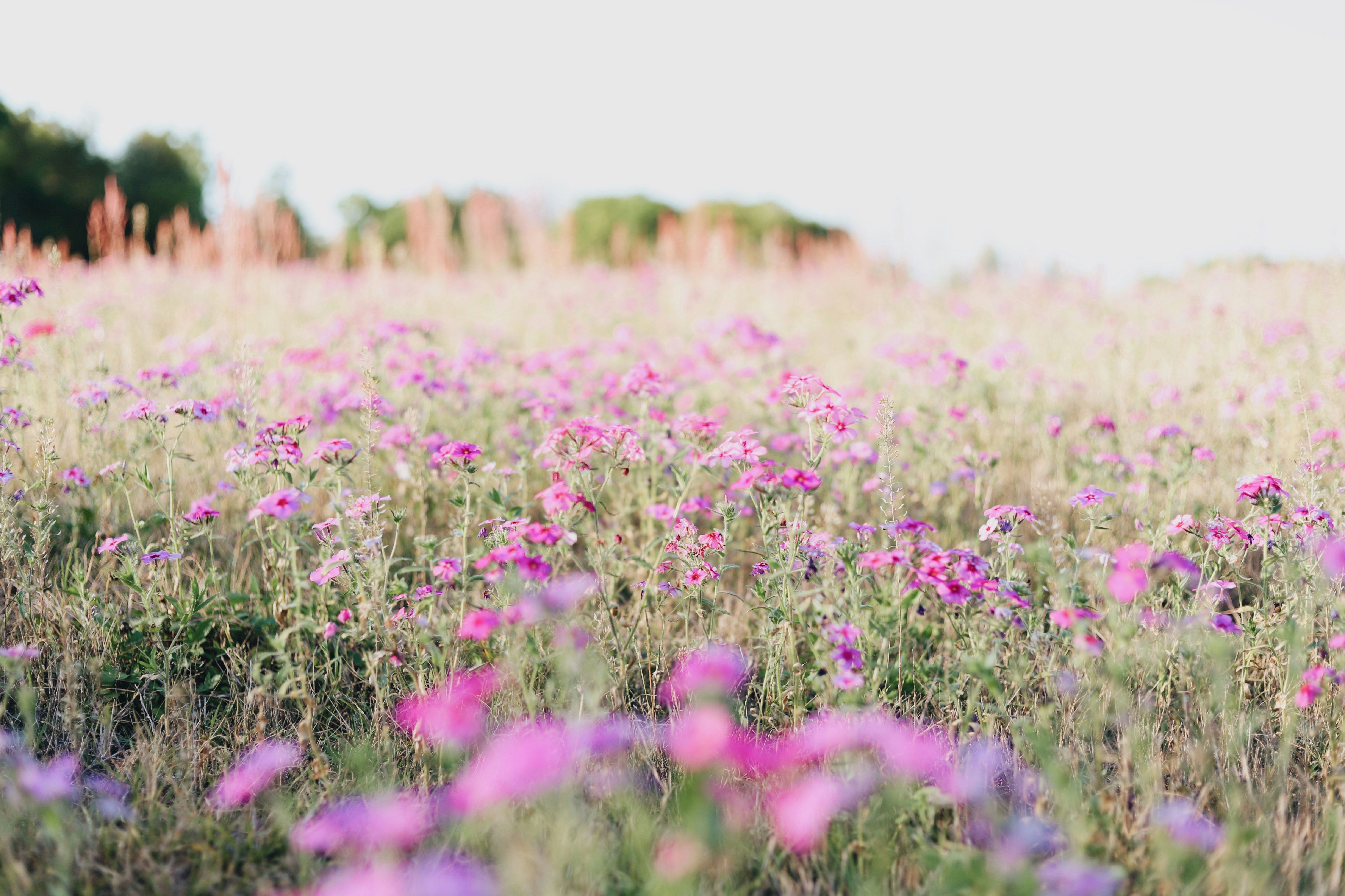 Vibrant field of wildflowers in hues of pink and purple, gently swaying in the breeze under a soft sky.