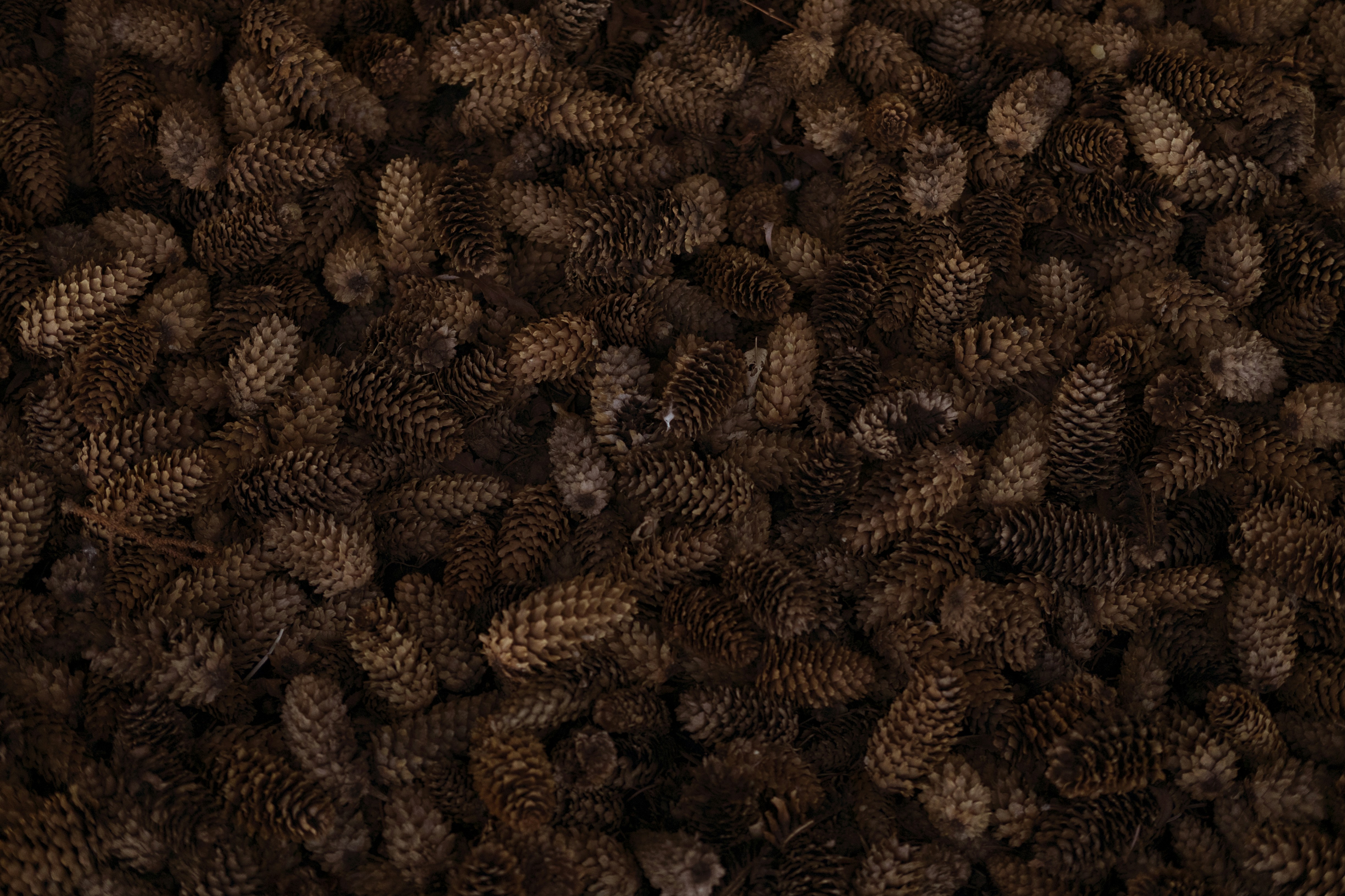 Brown pinecones photo – Free Texture Image on Unsplash