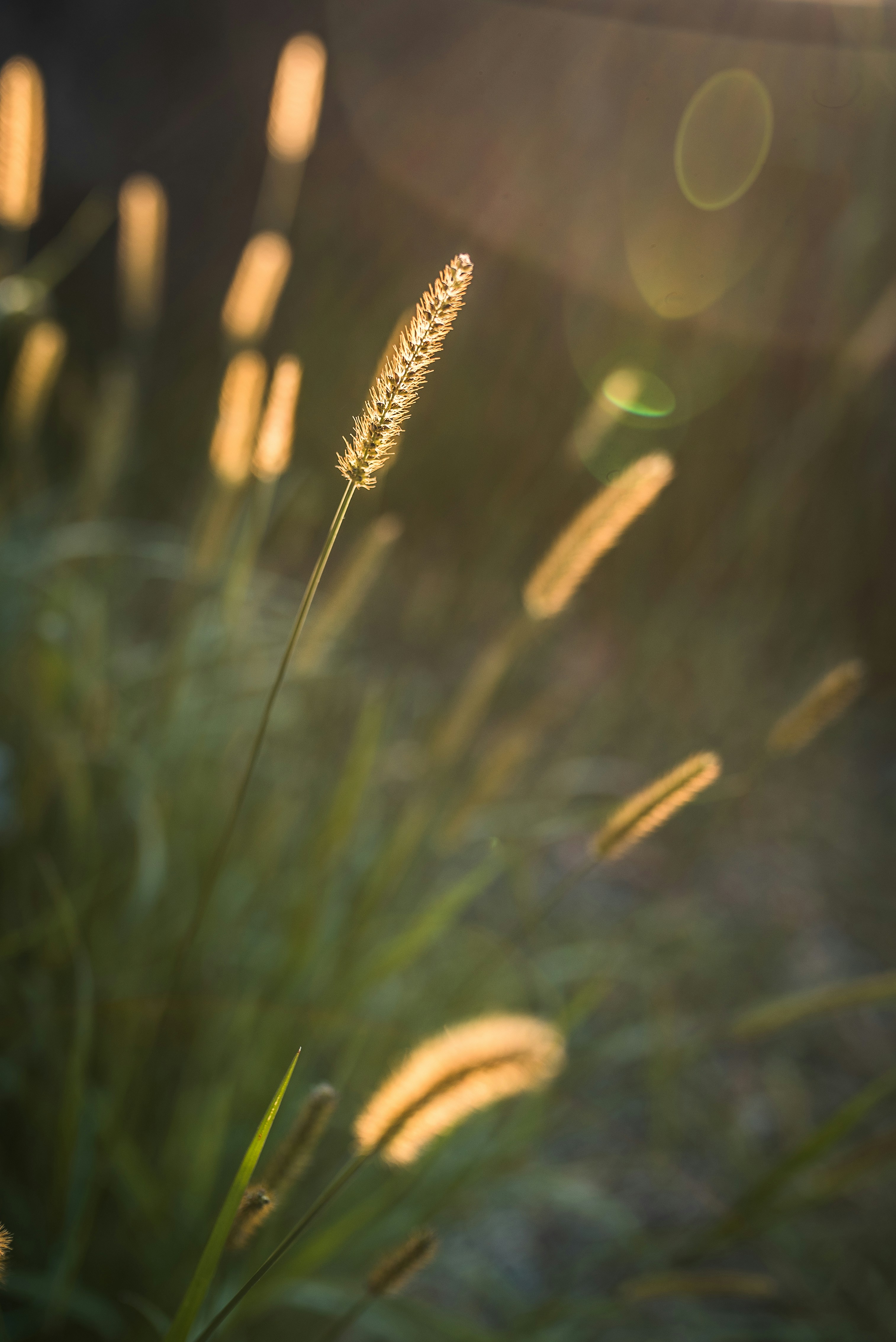 Delicate grass stalks illuminated by soft evening light, creating an ethereal atmosphere in a tranquil setting.