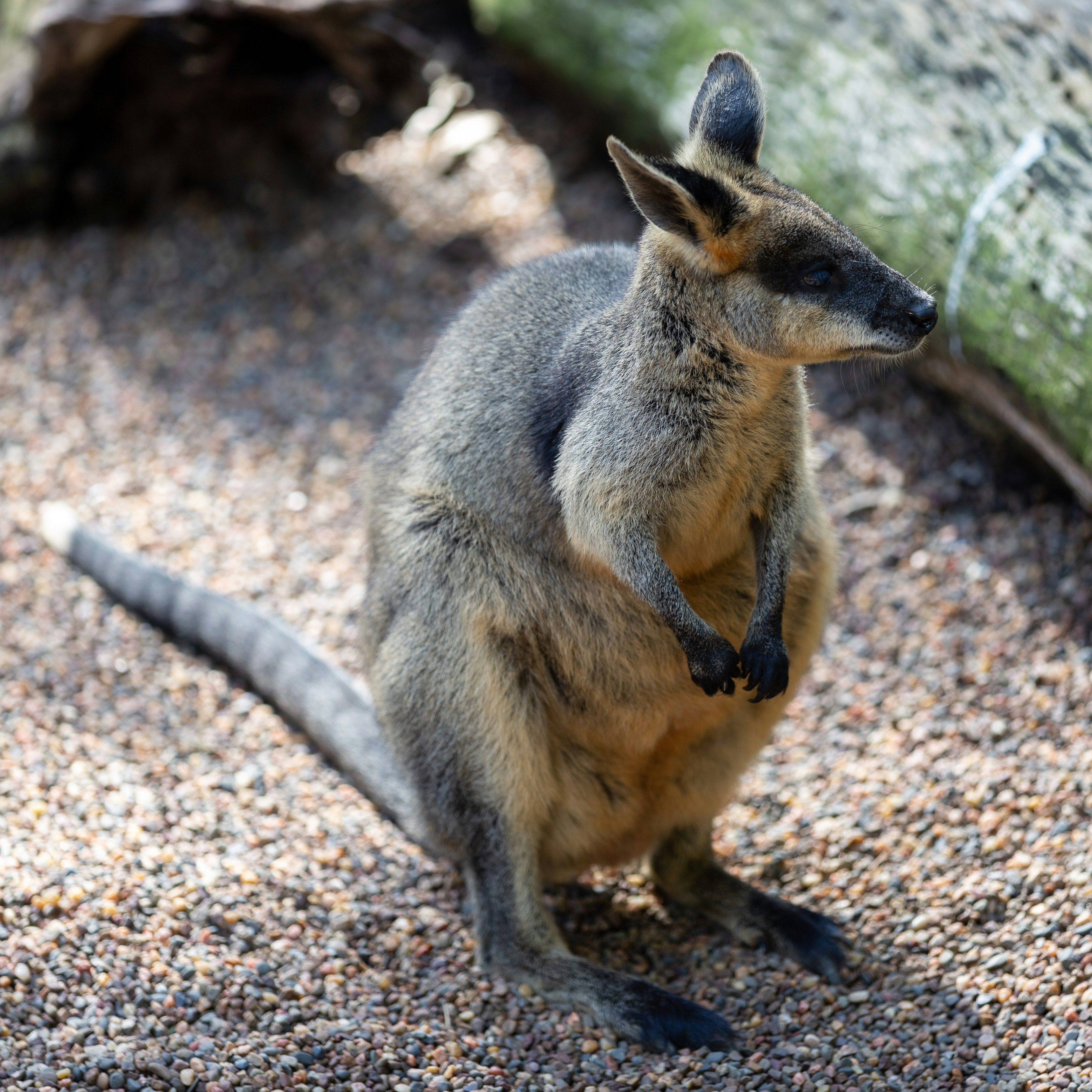 Grounded Spotlight: Small Kangaroo-Like Creature at Rest