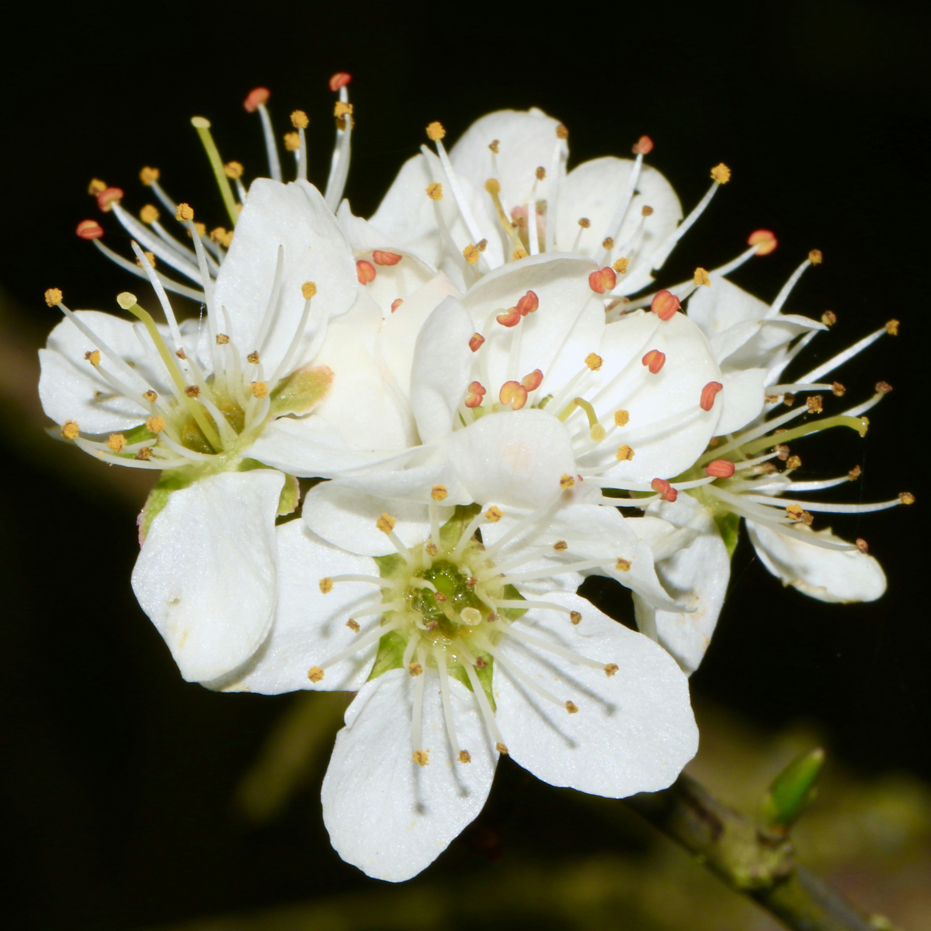 Stamen Spotlight: Macro Portrait of White Blossoms in Velvet Night