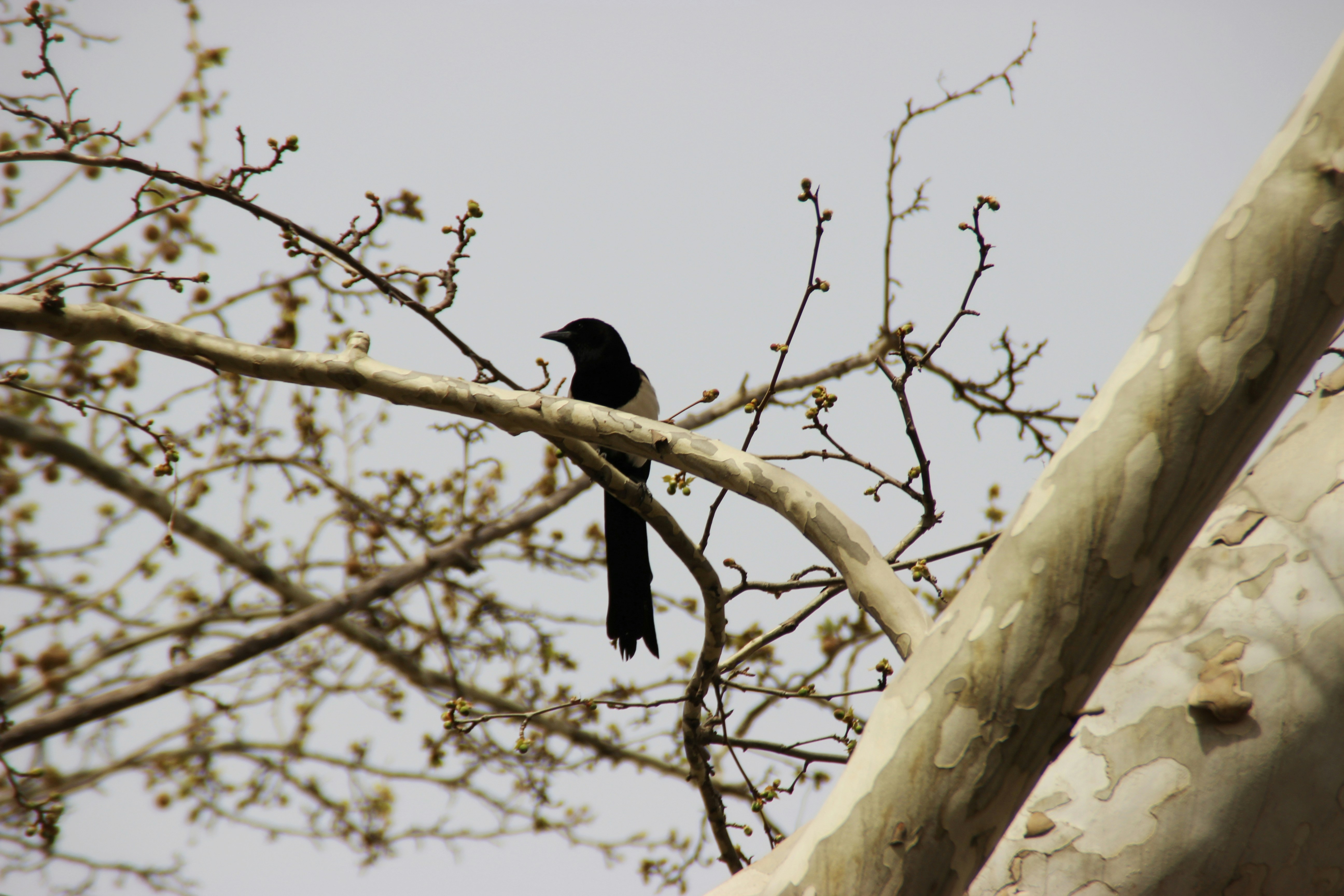 A solitary black bird perched on a branch, surrounded by budding leaves against a soft, muted sky.