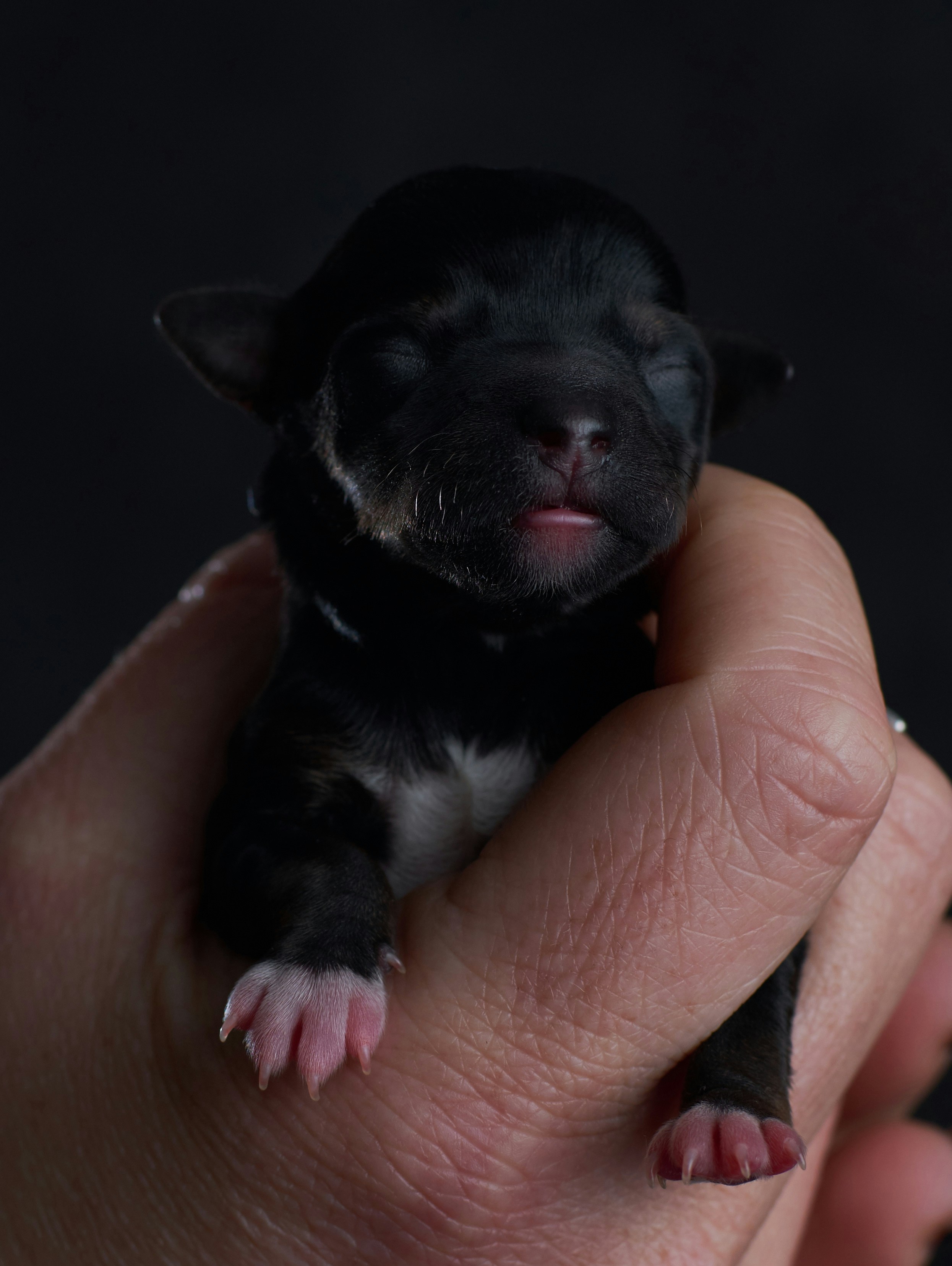 Cradled Midnight: A Newborn Black Puppy in a Gentle Hand