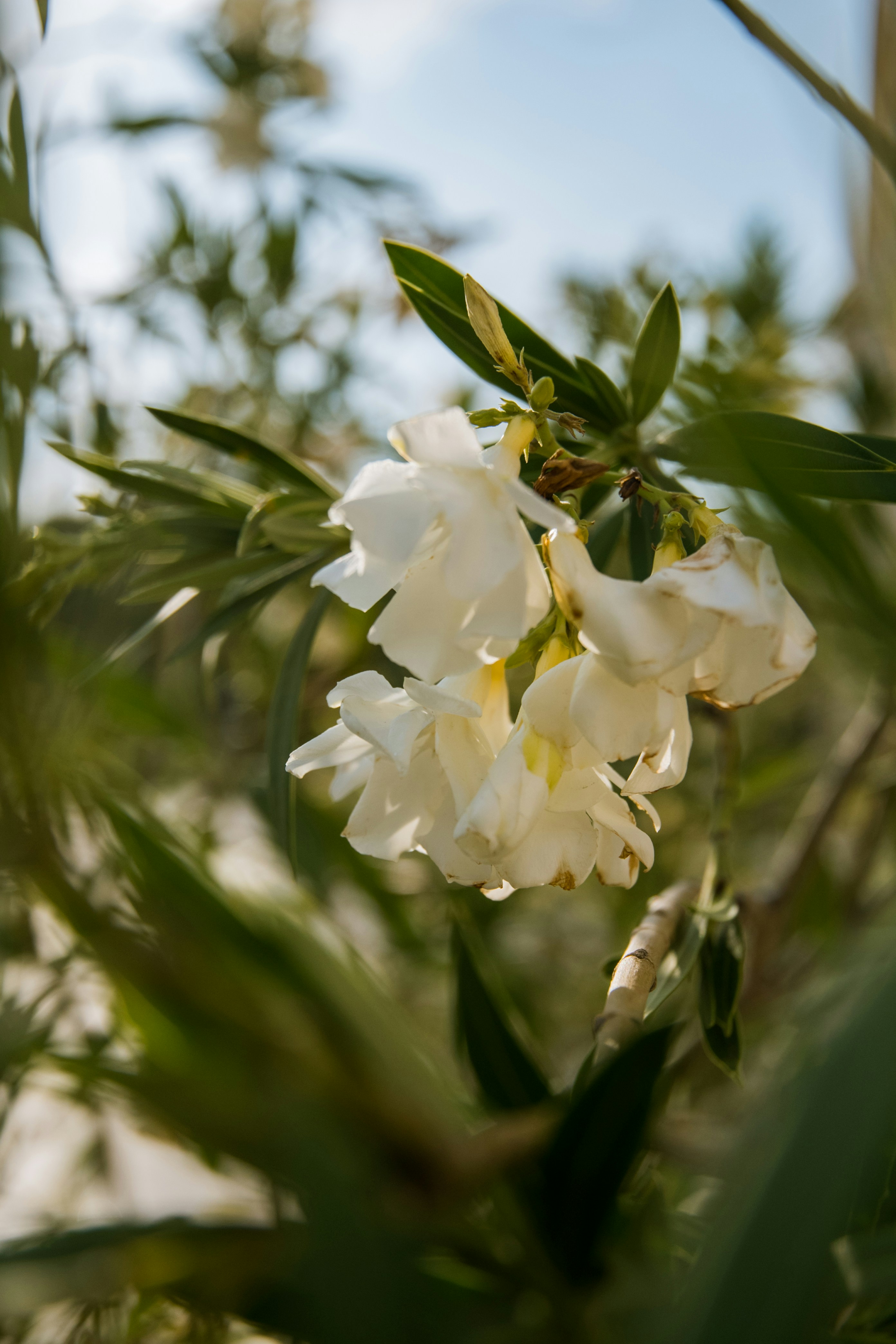 Sunlit Oleander: White Blossoms Framed by a Gentle Green Blur