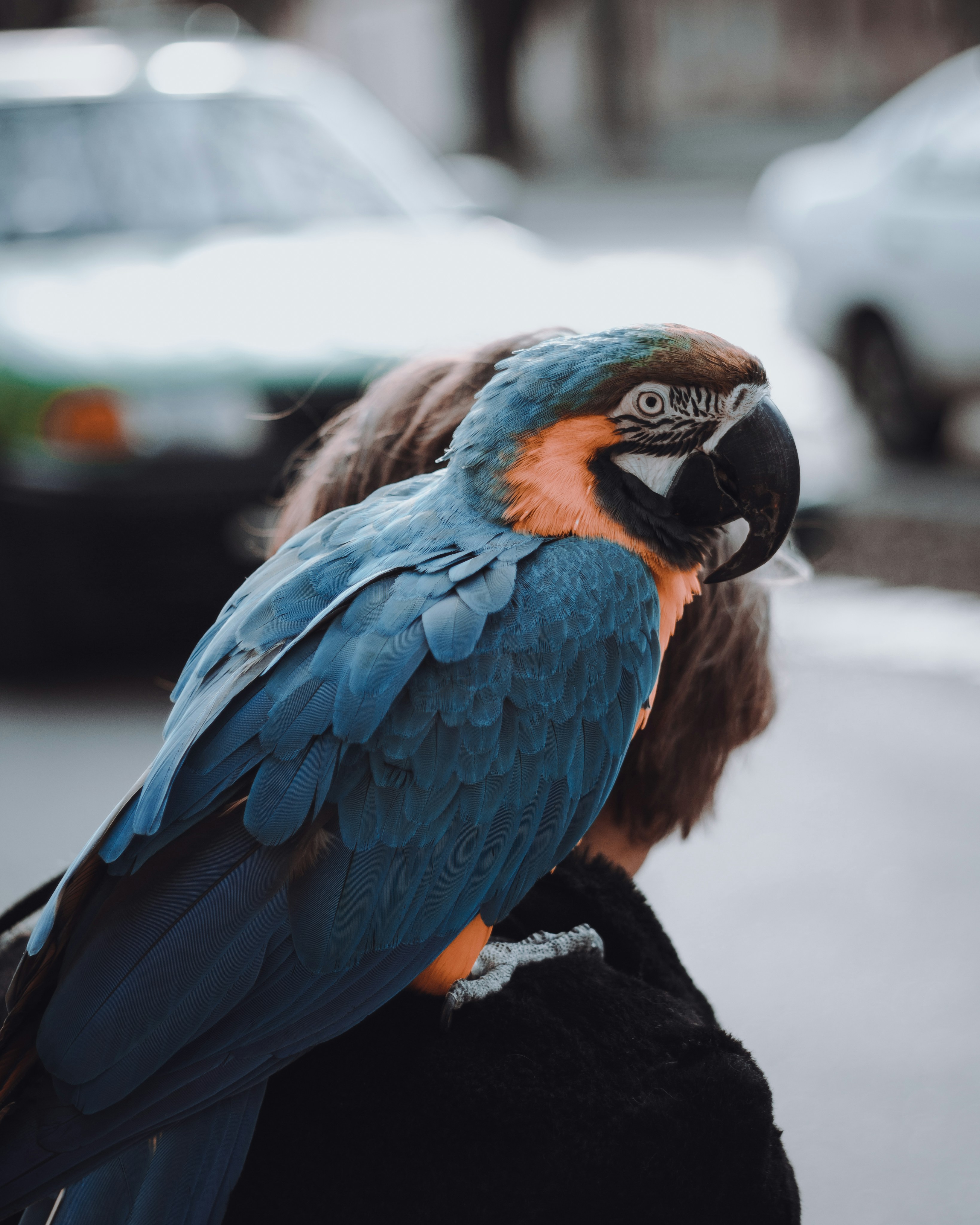 blue and orange macaw photography