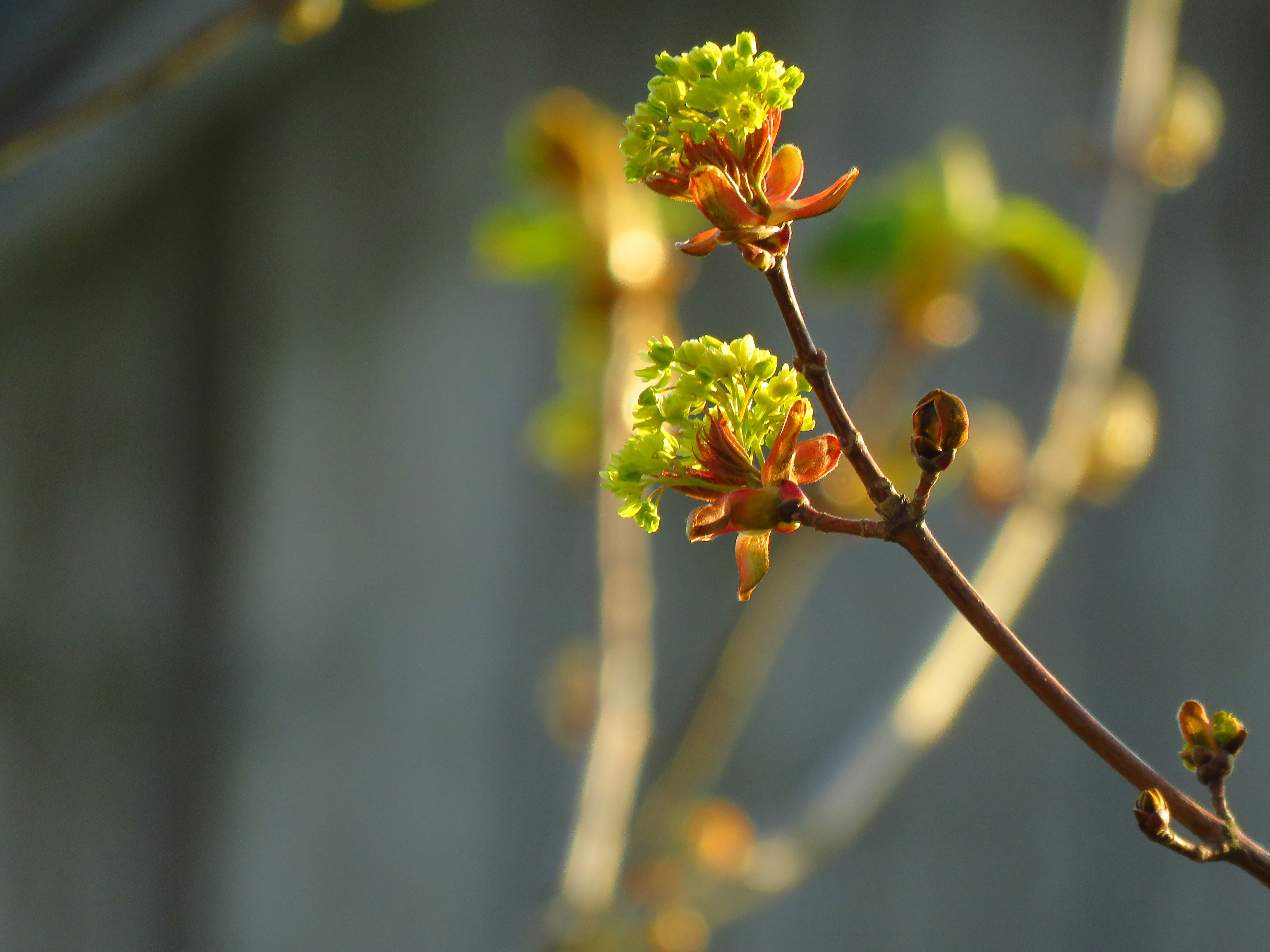 Close-up photograph of fresh green buds on a slender branch, with tiny leaves just emerging. A shallow depth of field creates a creamy bokeh background.