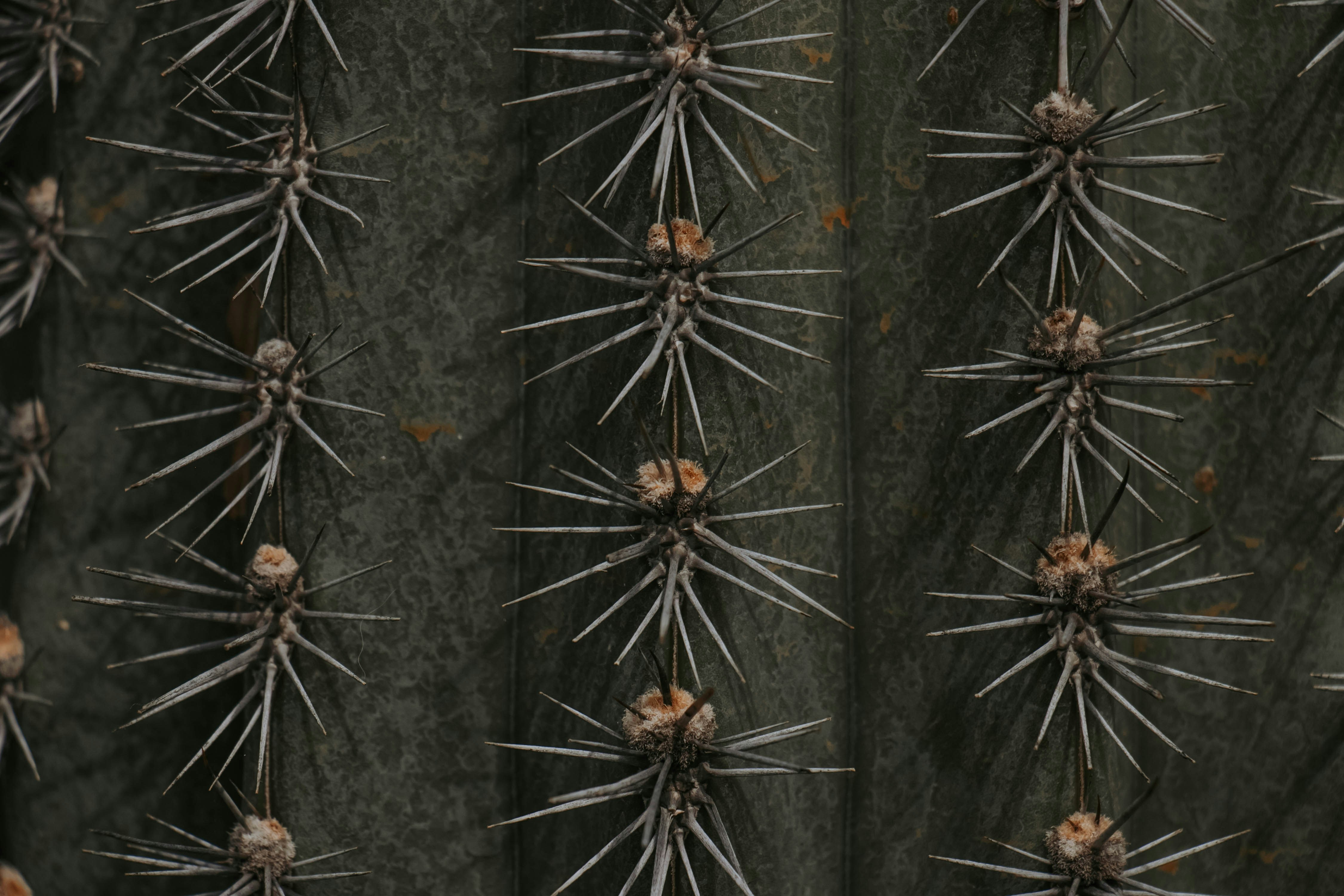 Thorned Rows: A Macro Portrait of Desert Cacti Spines