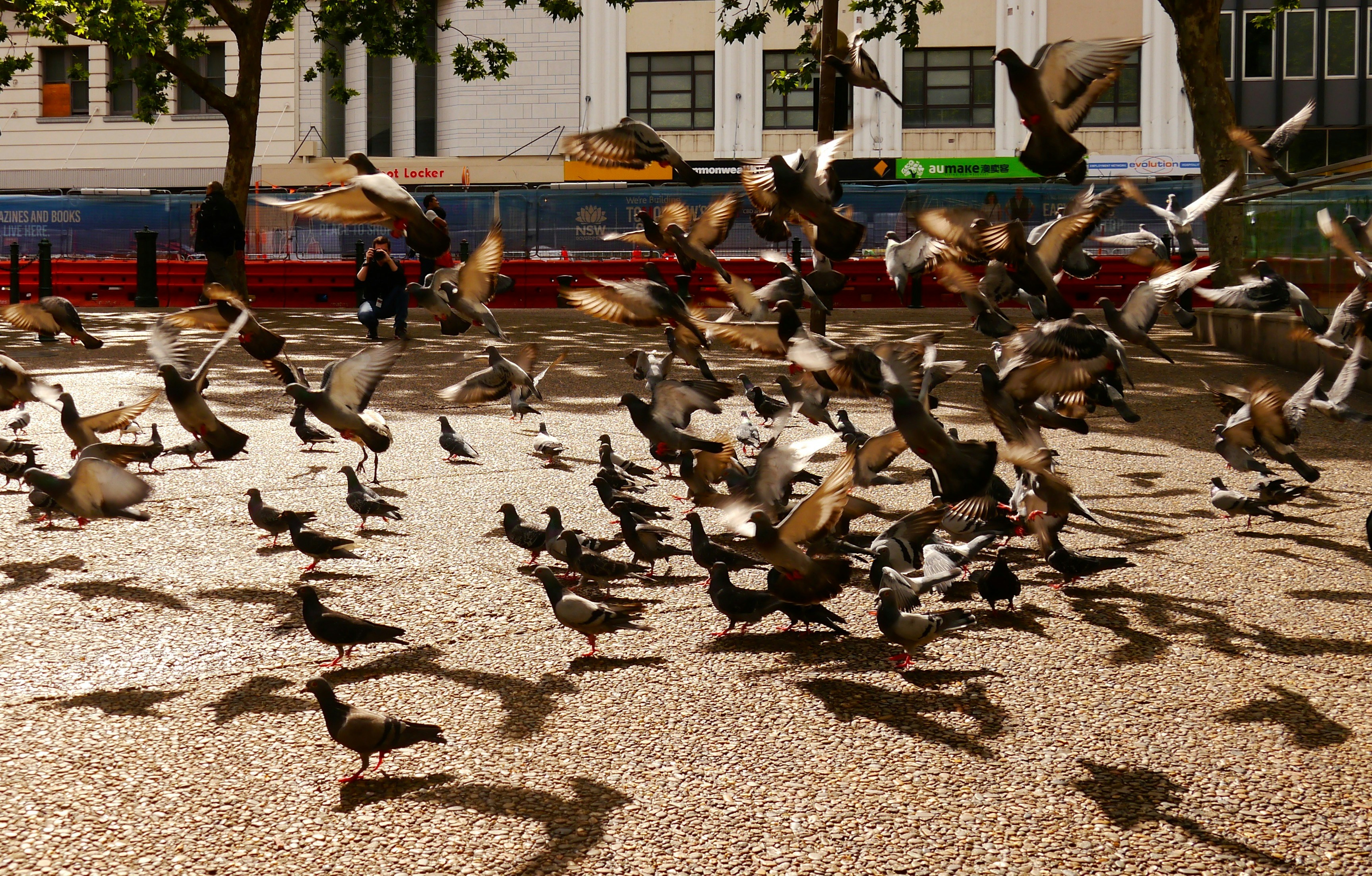 A flurry of pigeons takes flight in a bustling urban square, casting dynamic shadows on the cobblestone pavement.