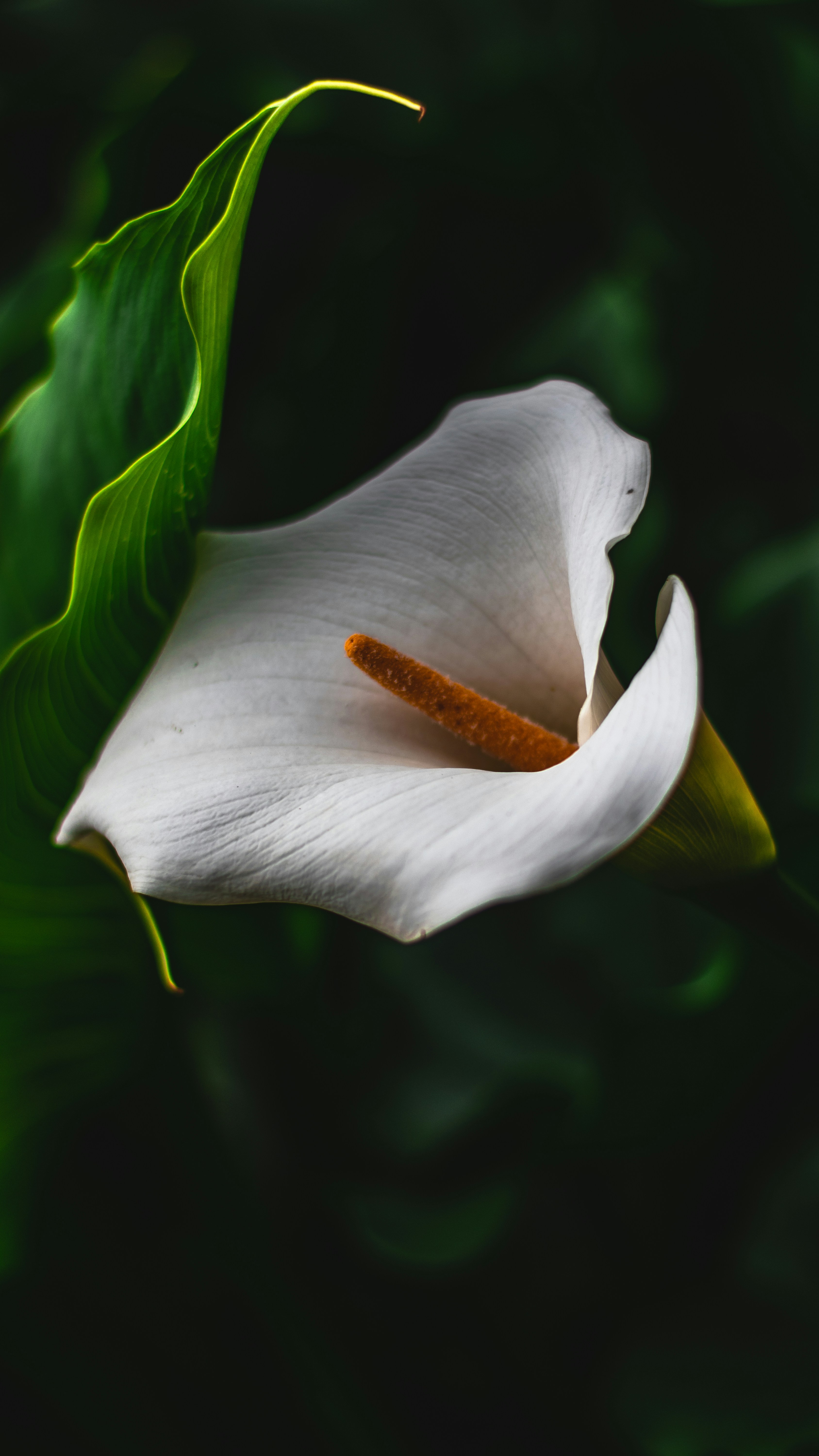 white-petaled flower