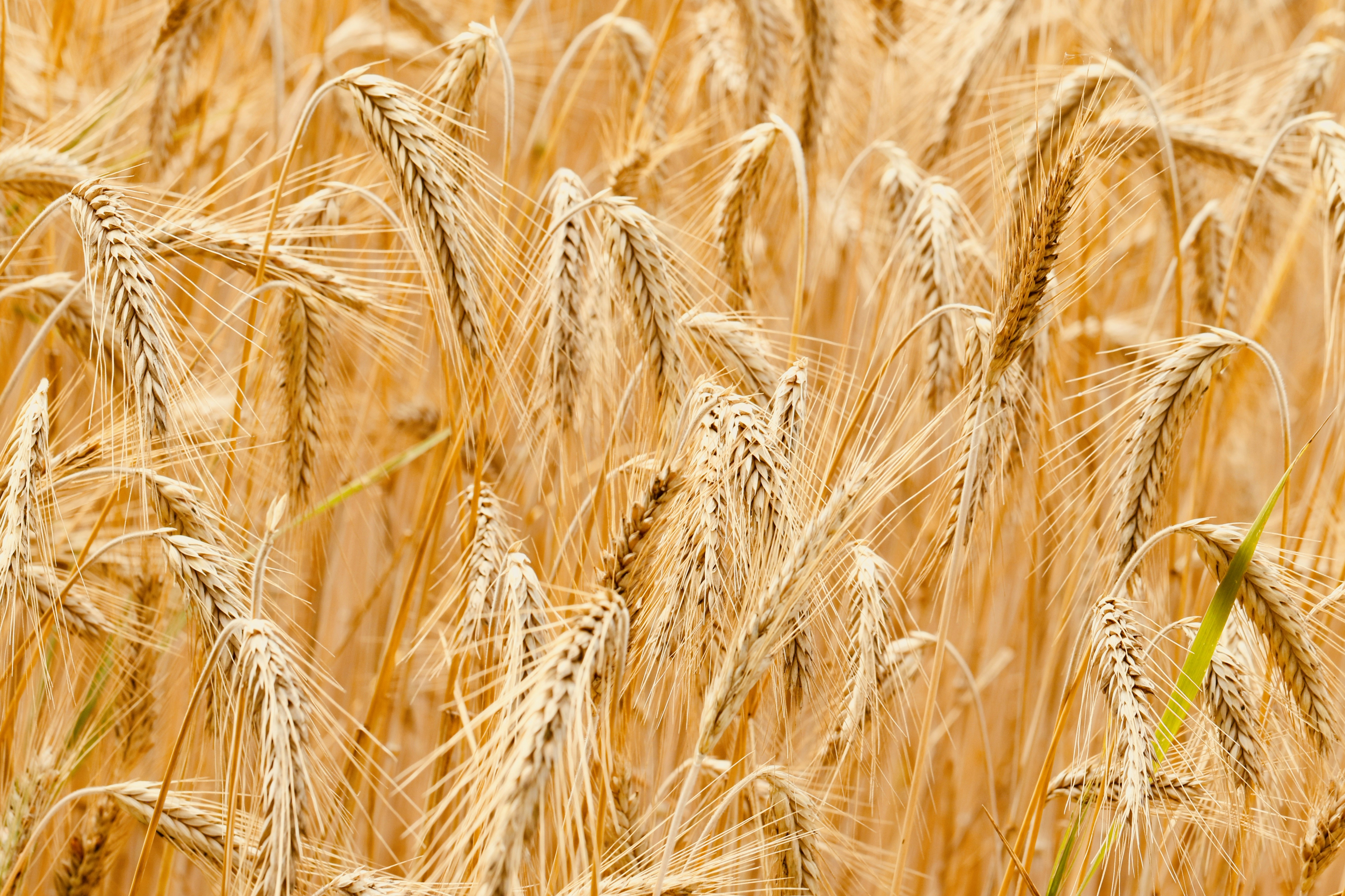 Wheat Flour Pictures | Download Free Images on Unsplash
