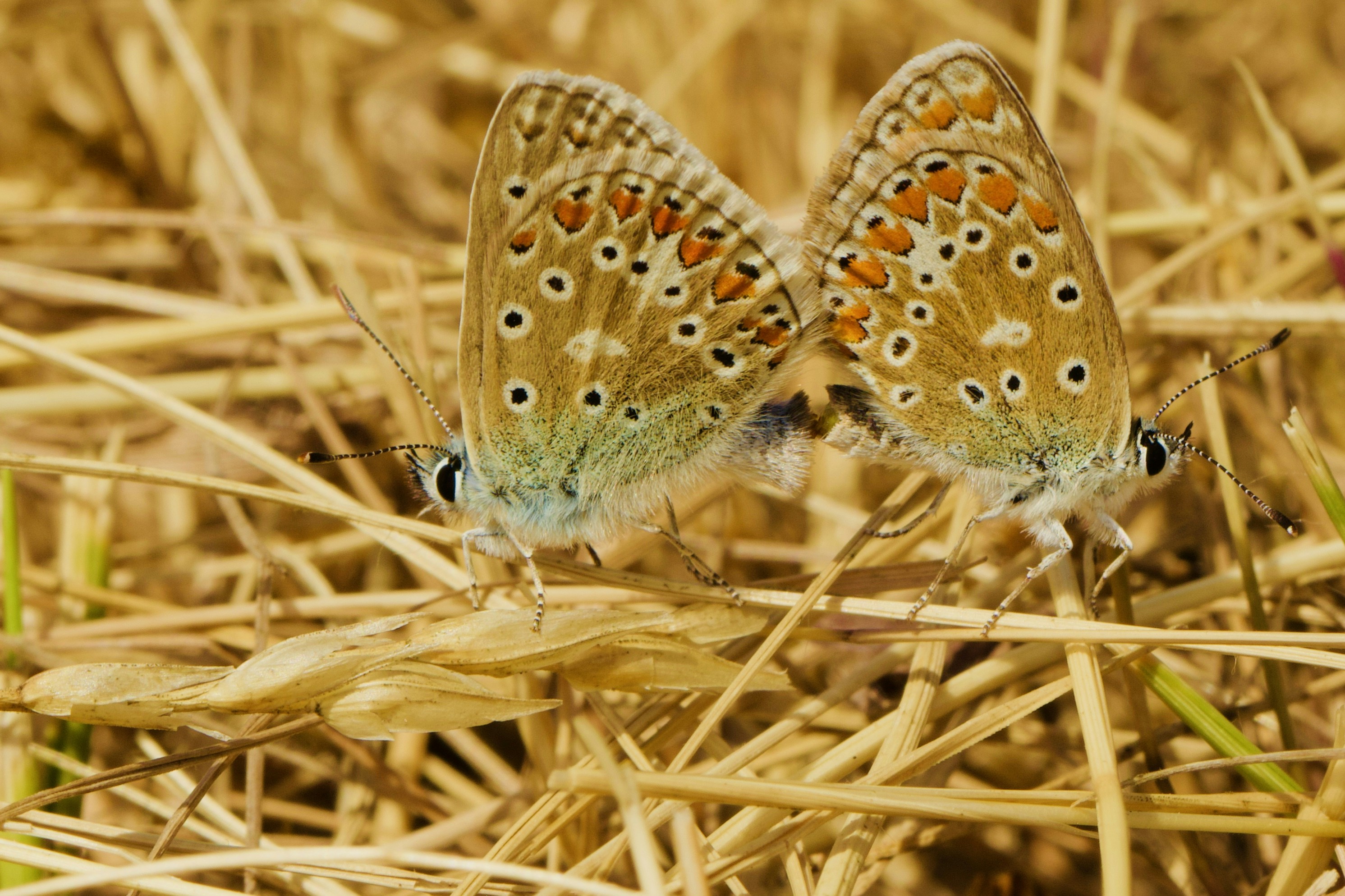 Foto Dos mariposas marrones – Imagen Marrón gratis en Unsplash