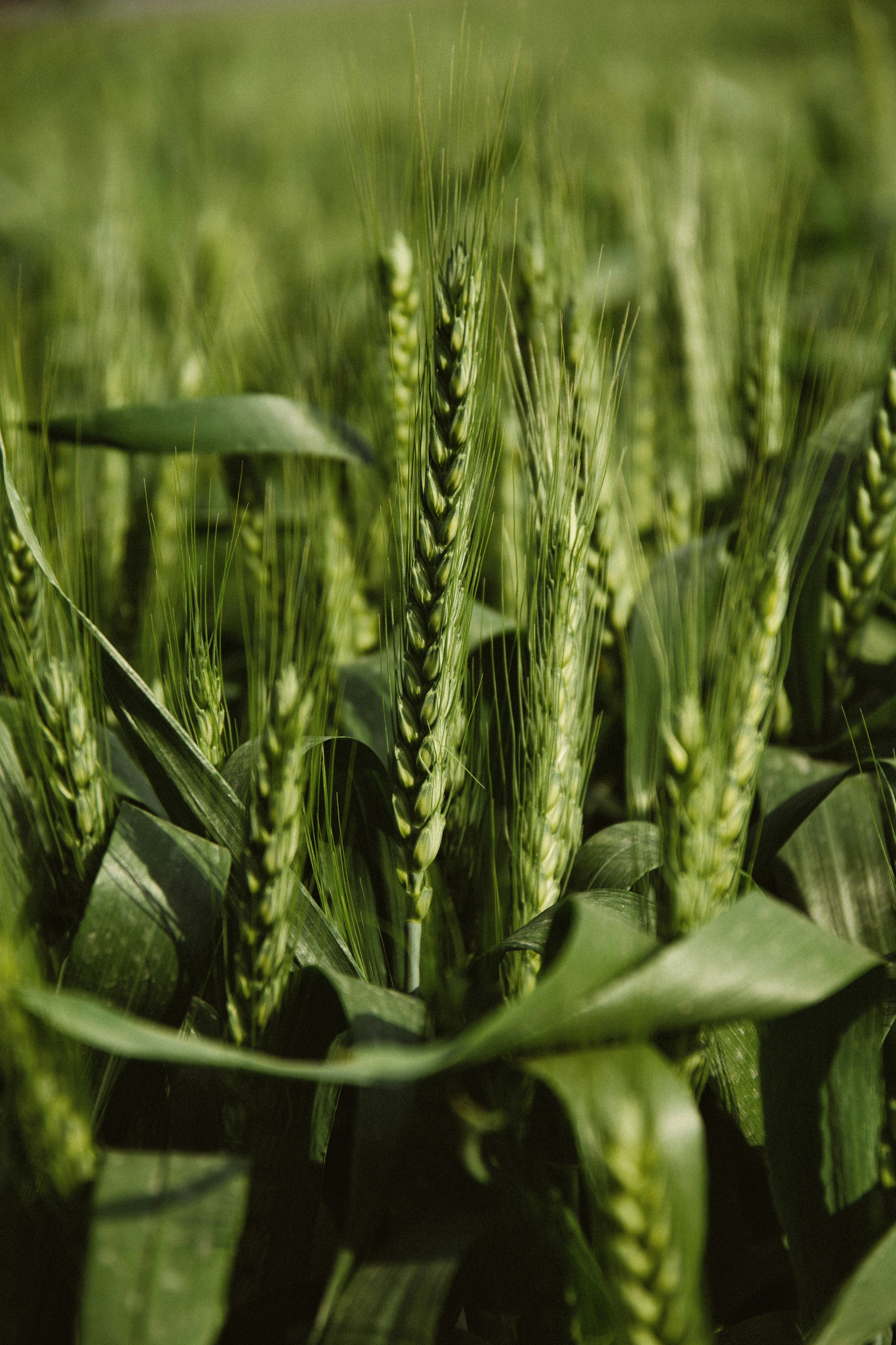 Emerald Field in Close Crop