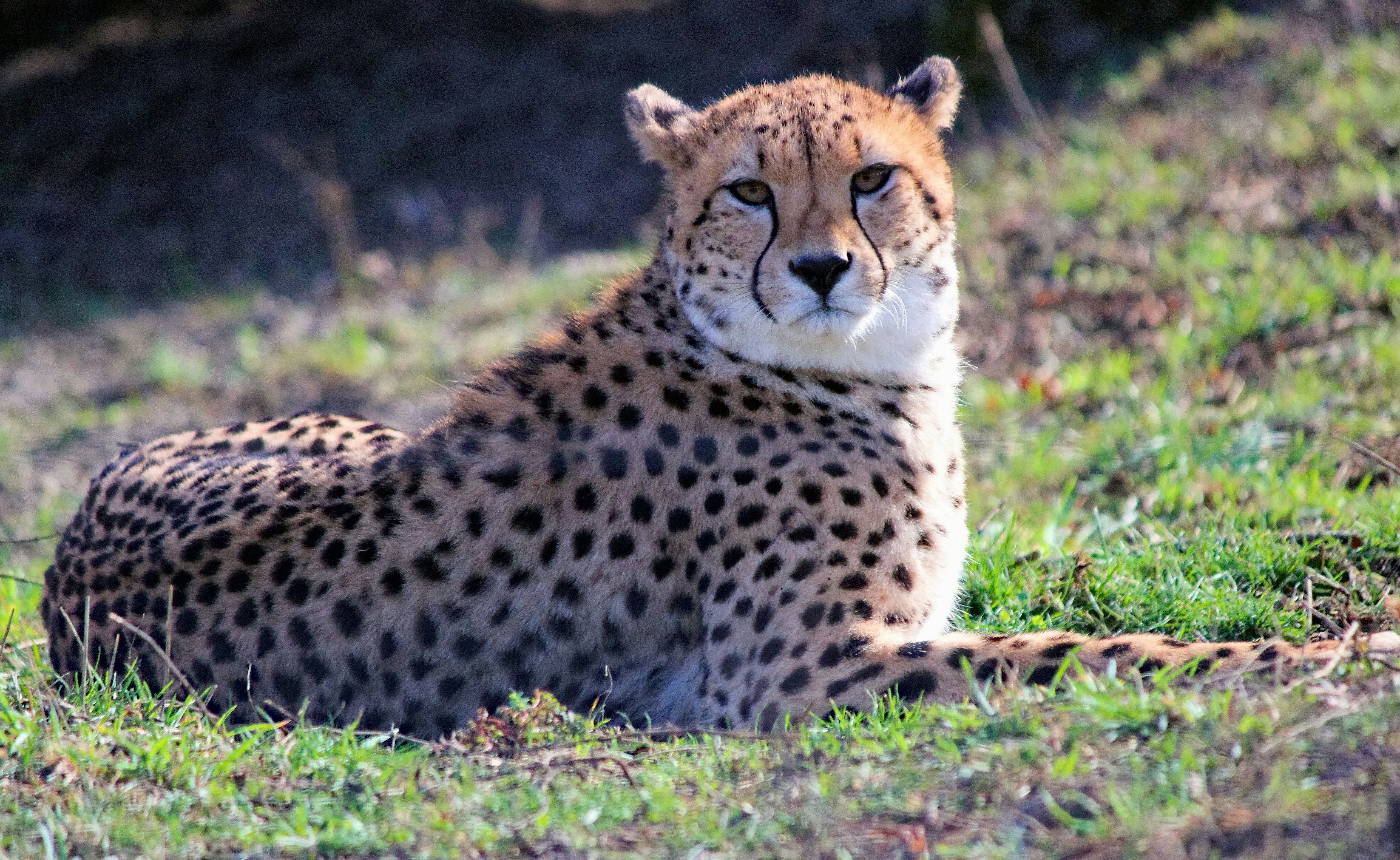 Cheetah on green grass photo – Free Zoo troja Image on Unsplash