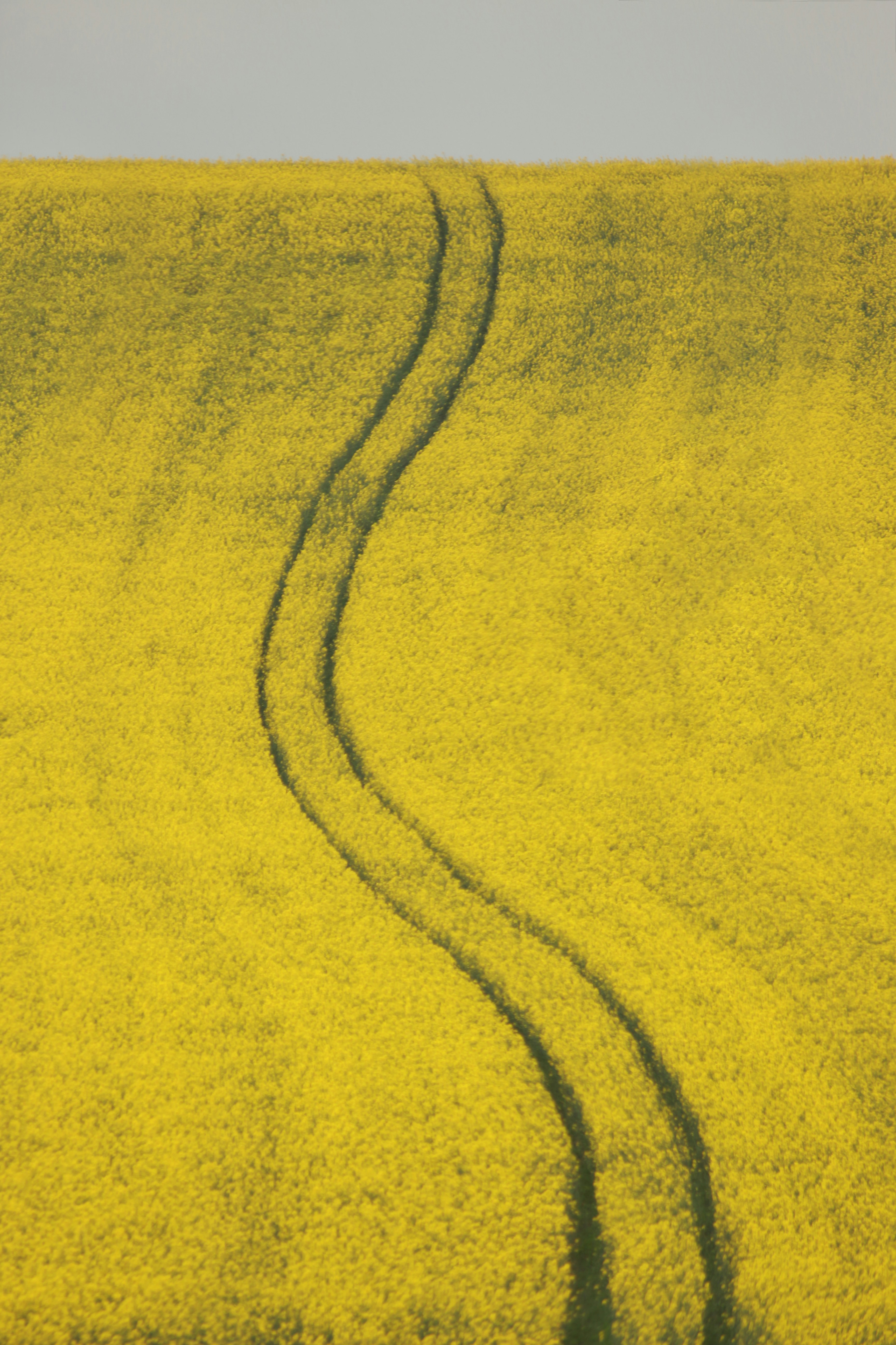 Grass zig zag pathways photo – Free Yellow Image on Unsplash