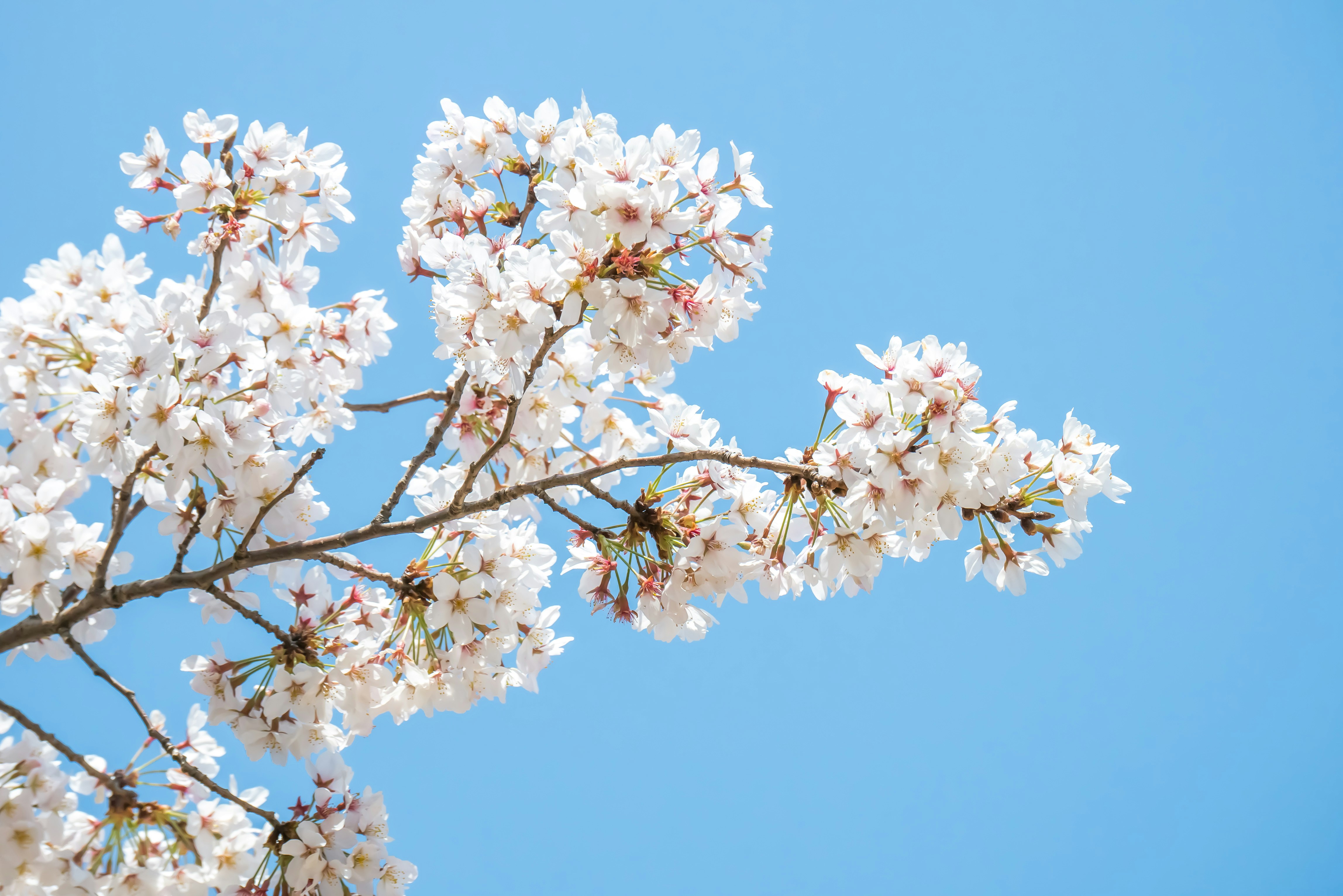 Cherry blossoms in full bloom set against a clear blue sky.