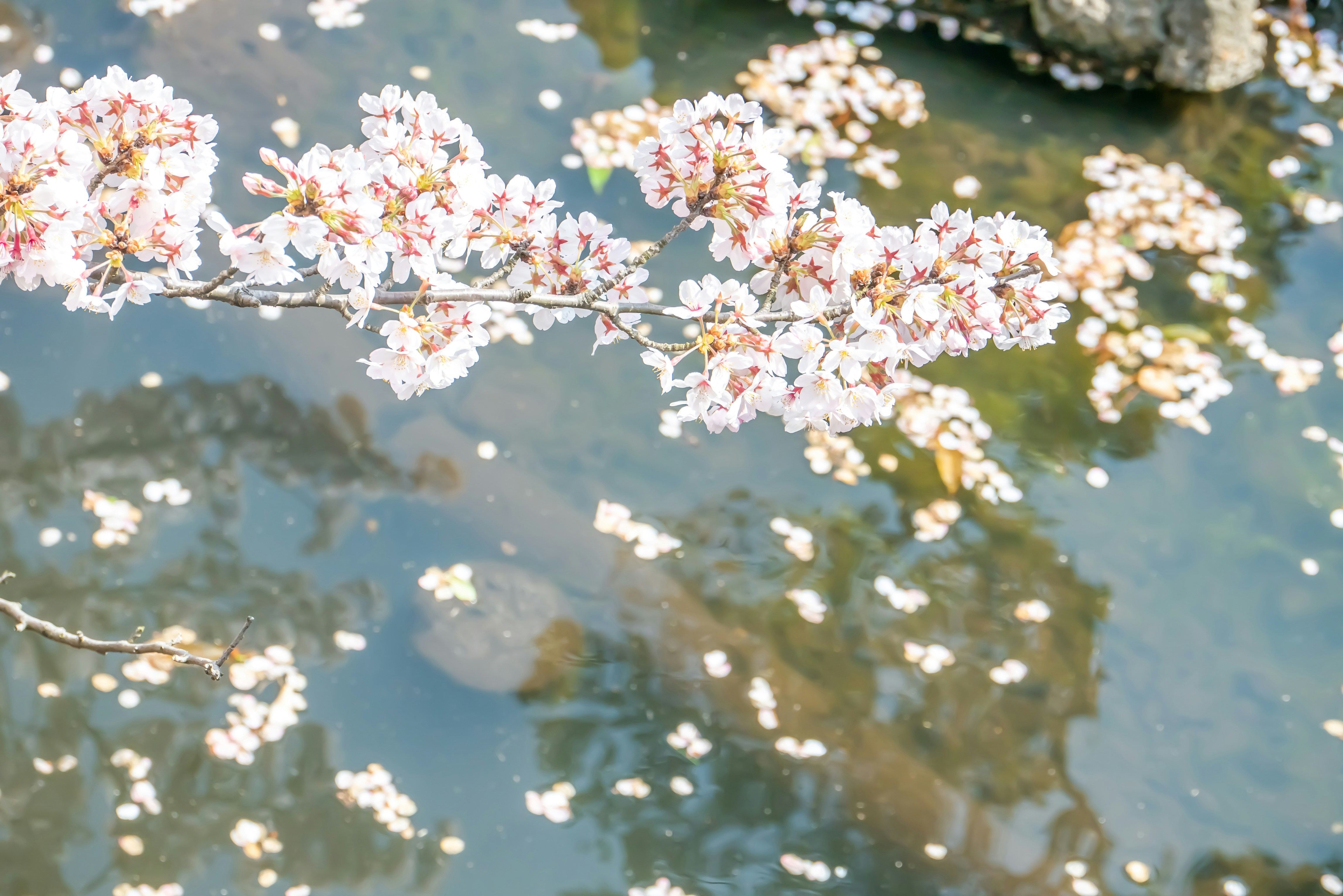 Cherry blossom branches hover above a serene pond, with delicate petals scattered on the water's surface, creating a tranquil scene.