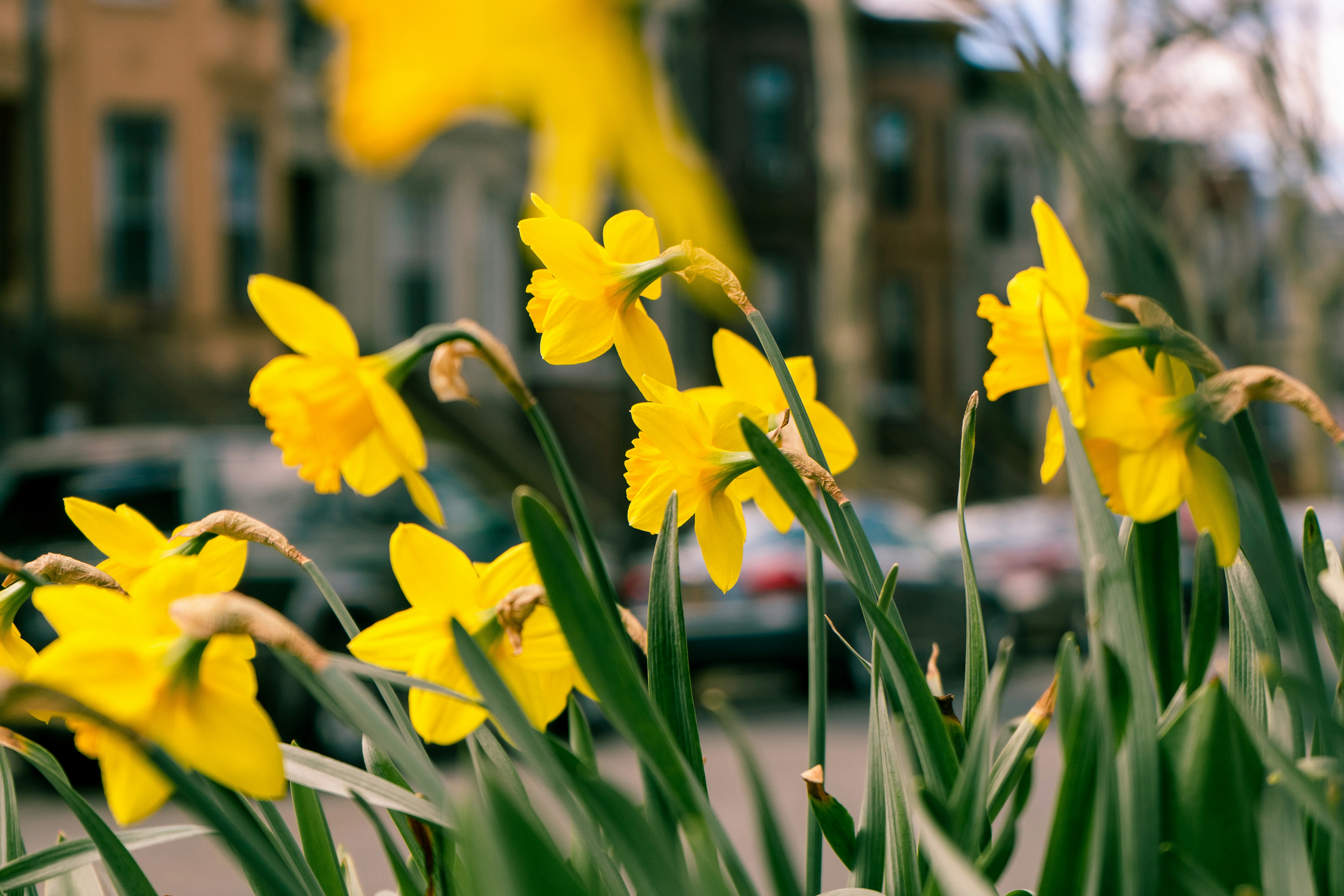 Vibrant yellow daffodils sway gently amidst green foliage, set against a backdrop of urban architecture. The scene captures the essence of spring's arrival.