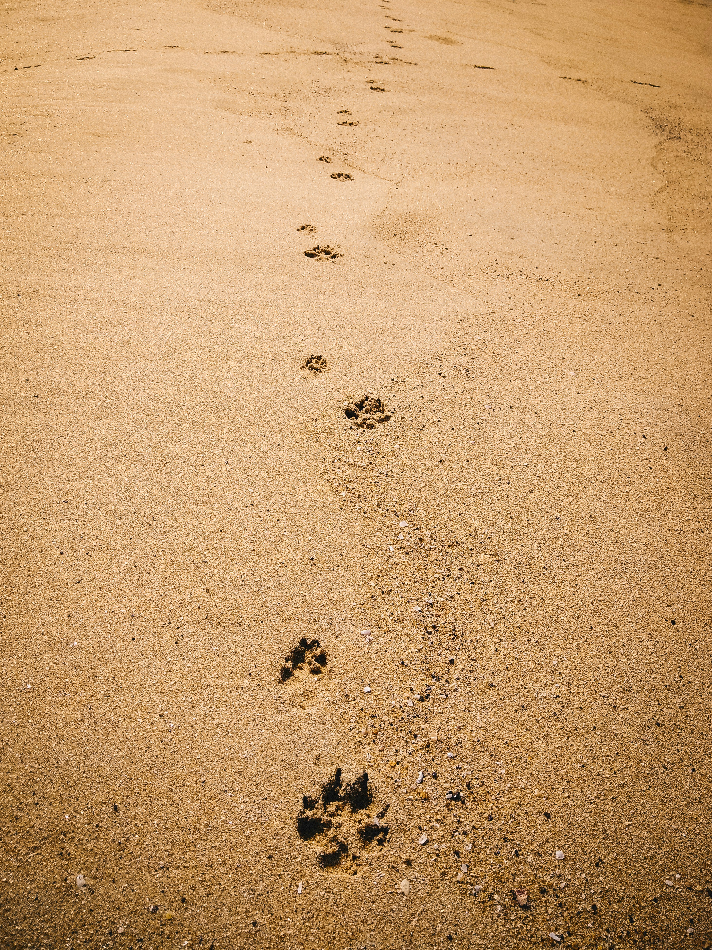 Animal paw prints on shore photo – Free Brown Image on Unsplash
