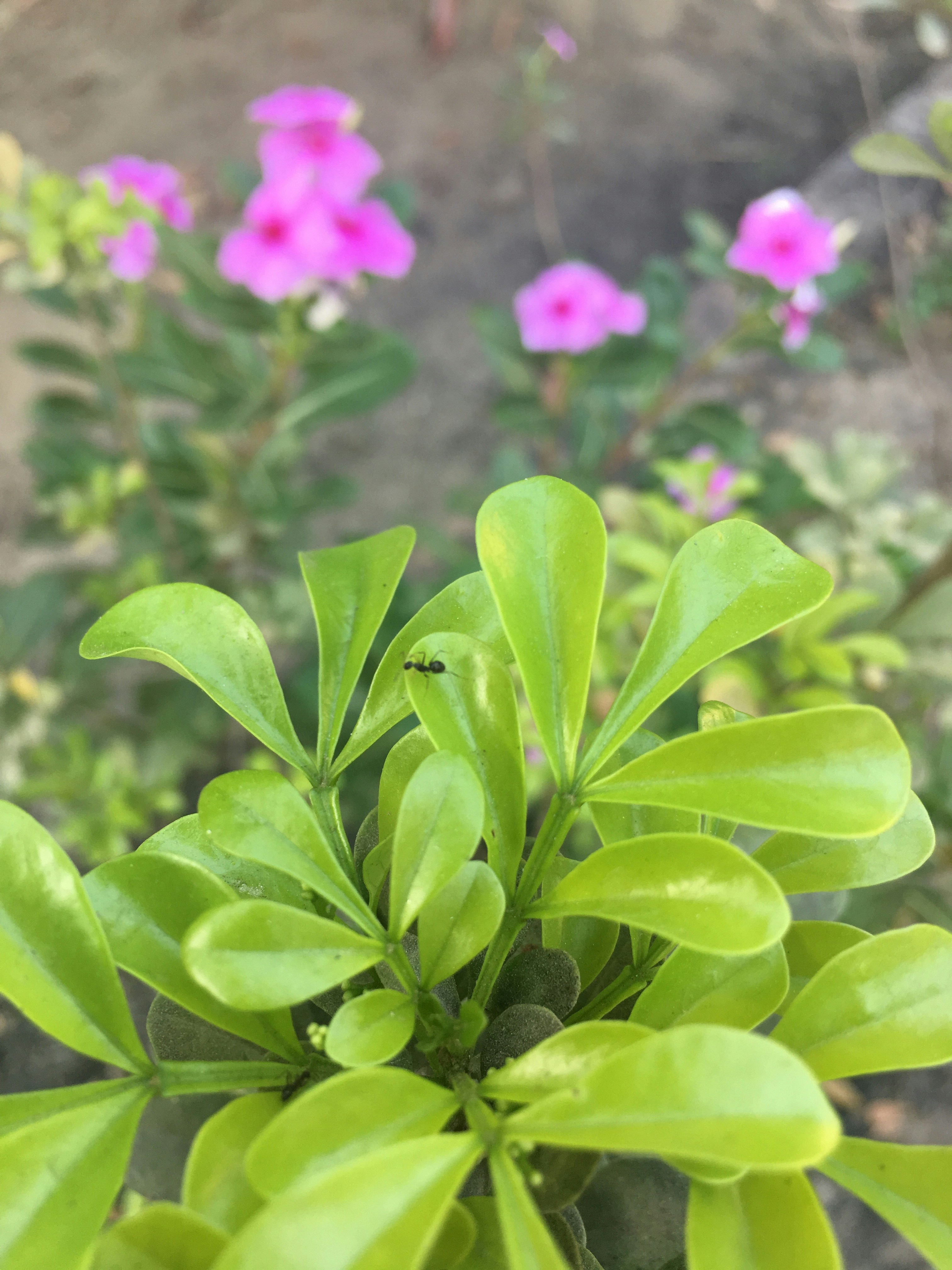 green-leafed plant