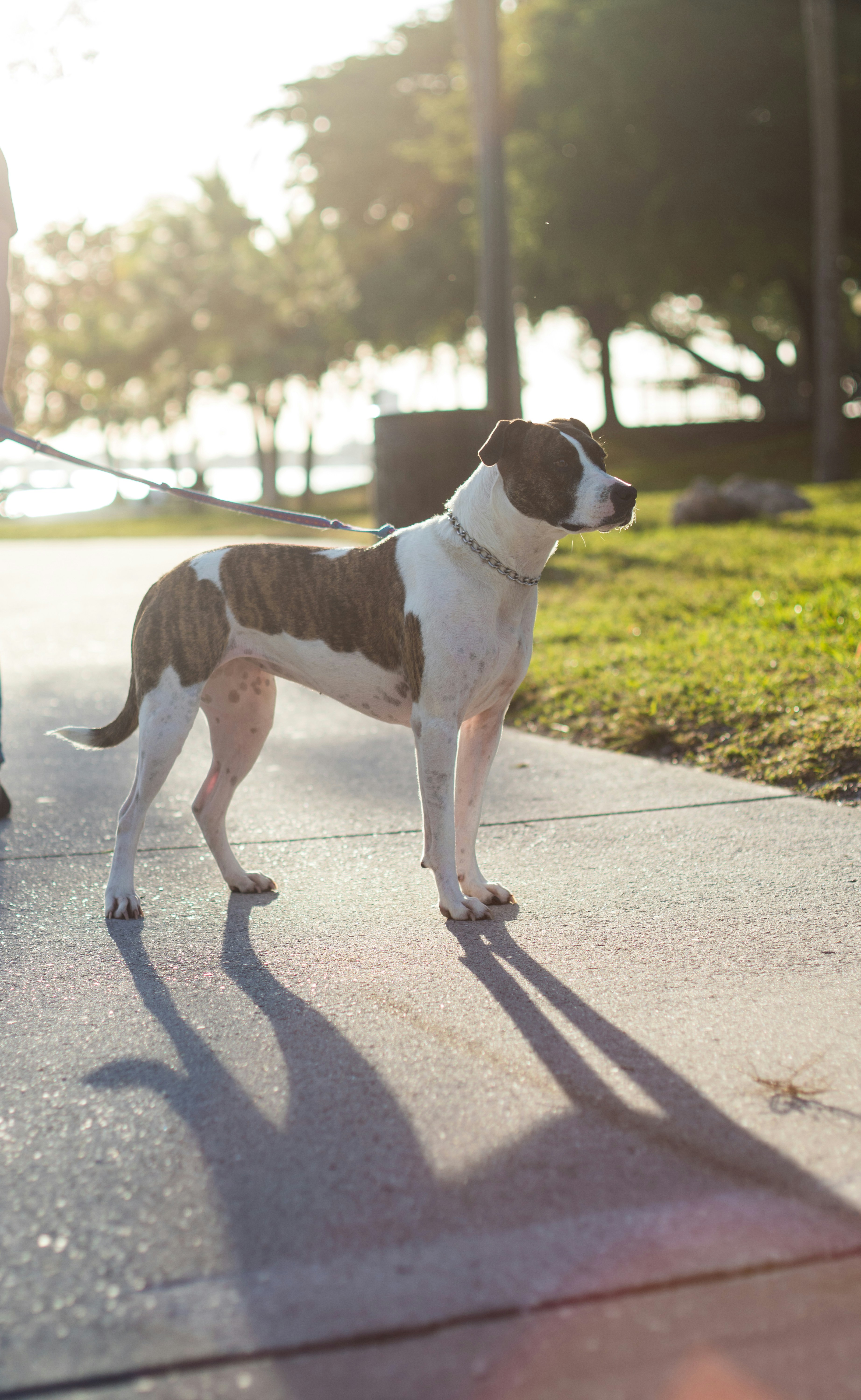 Golden Hour Leash: A Parkside Dog in Profile