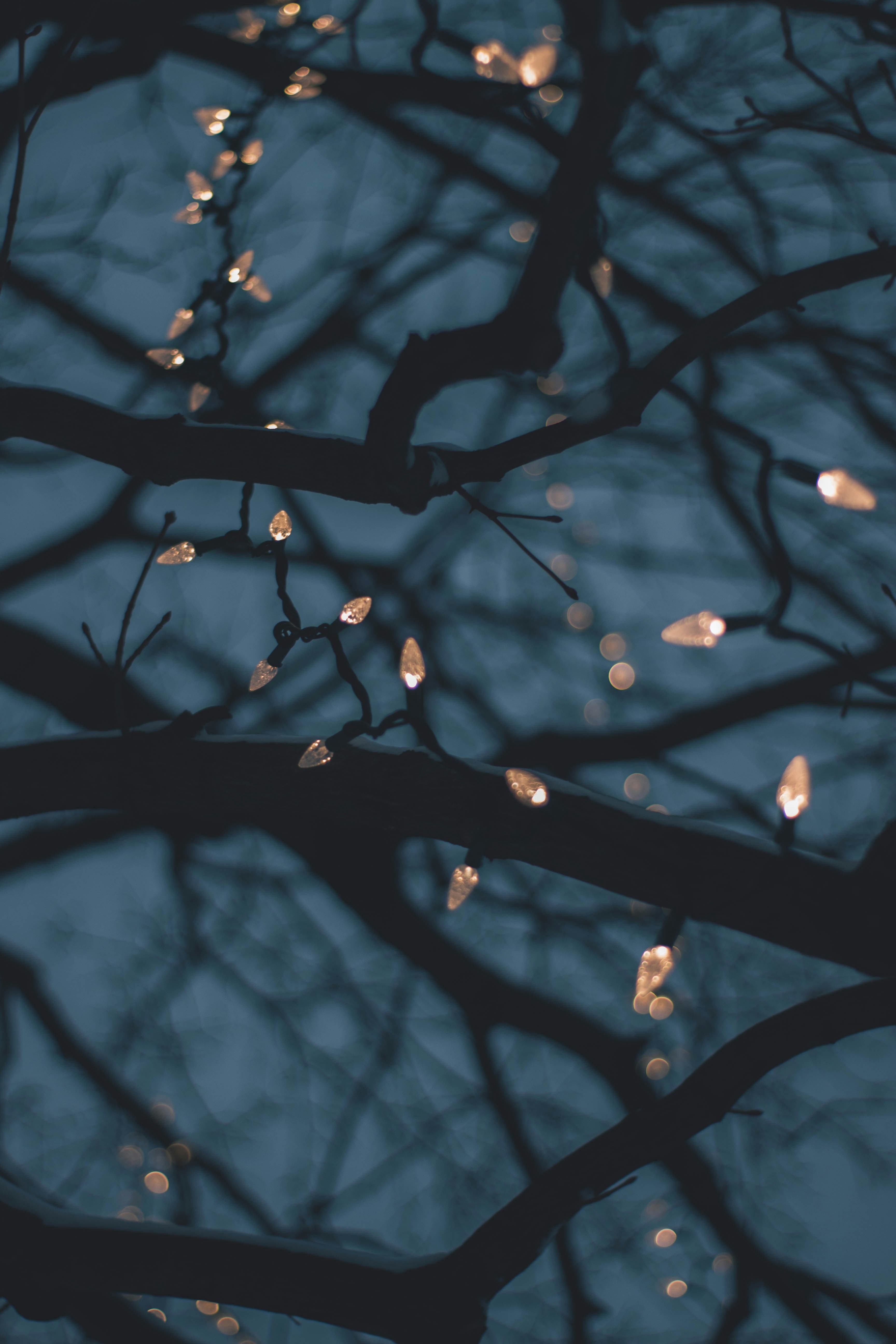 Delicate string lights intertwined with bare branches create a tranquil evening atmosphere against a deep blue backdrop.