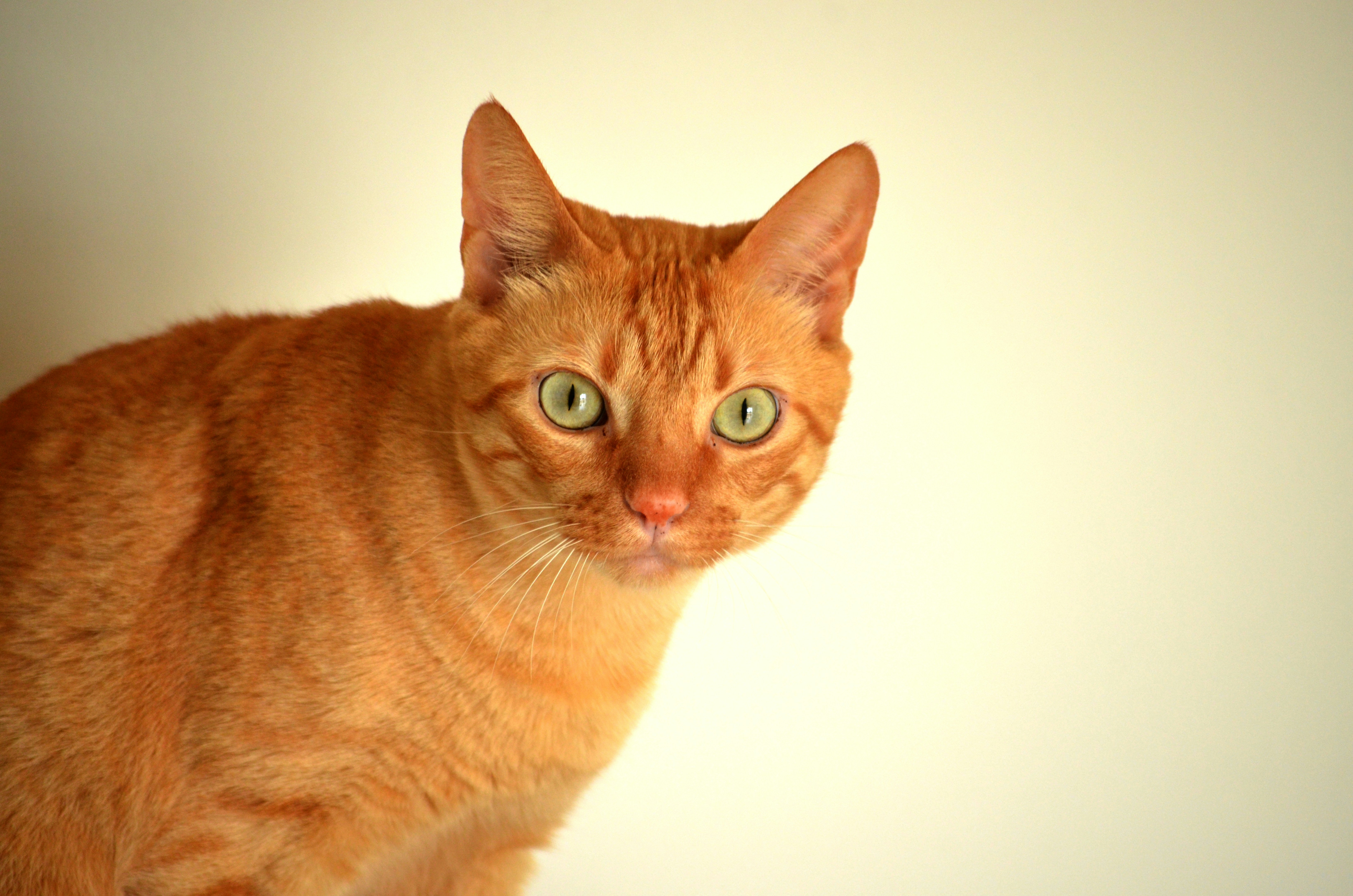 Emerald Gaze in Golden Fur: A Quiet Portrait of an Orange Tabby