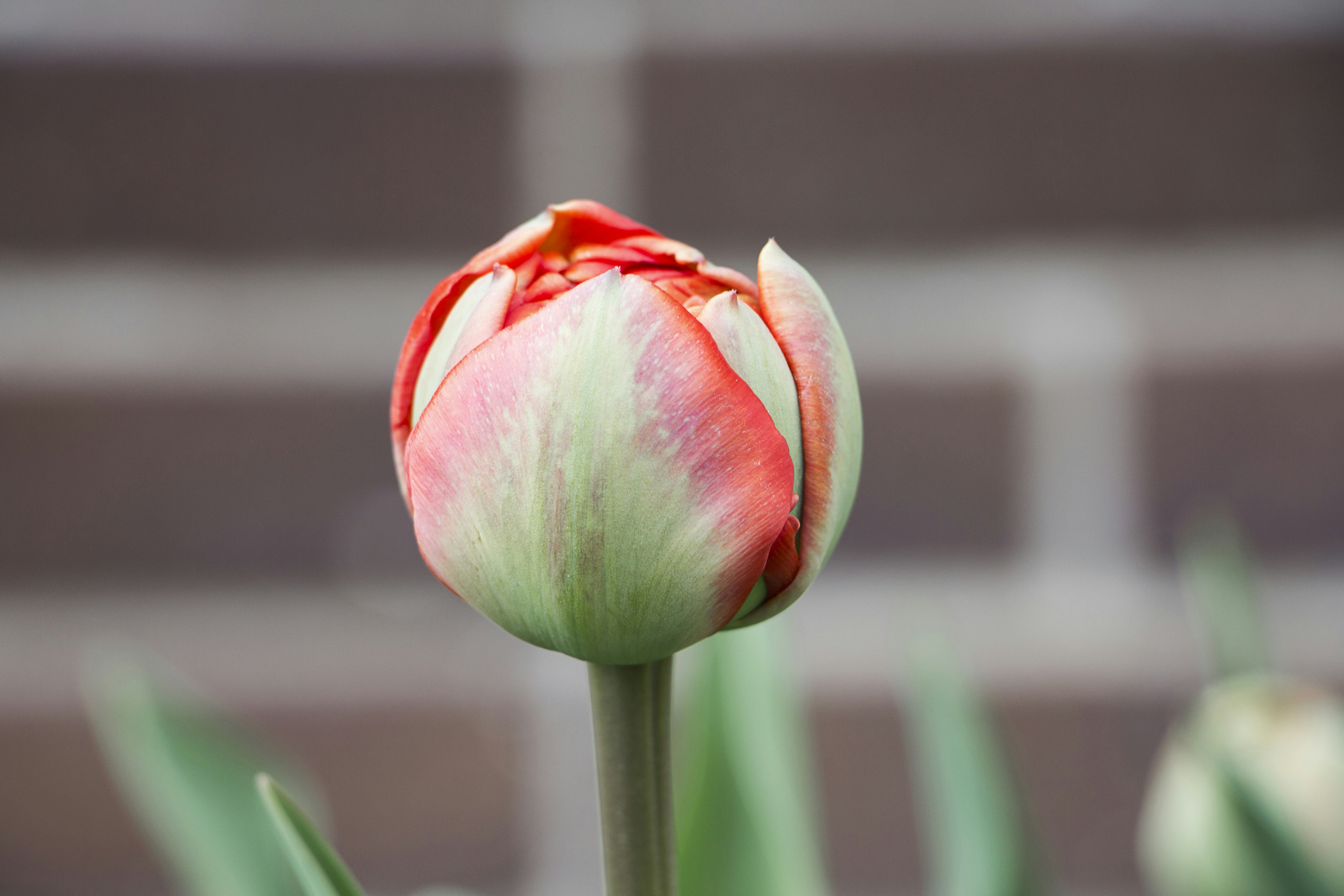 Crimson Tulip Bud Against a Quiet Brick Backdrop
