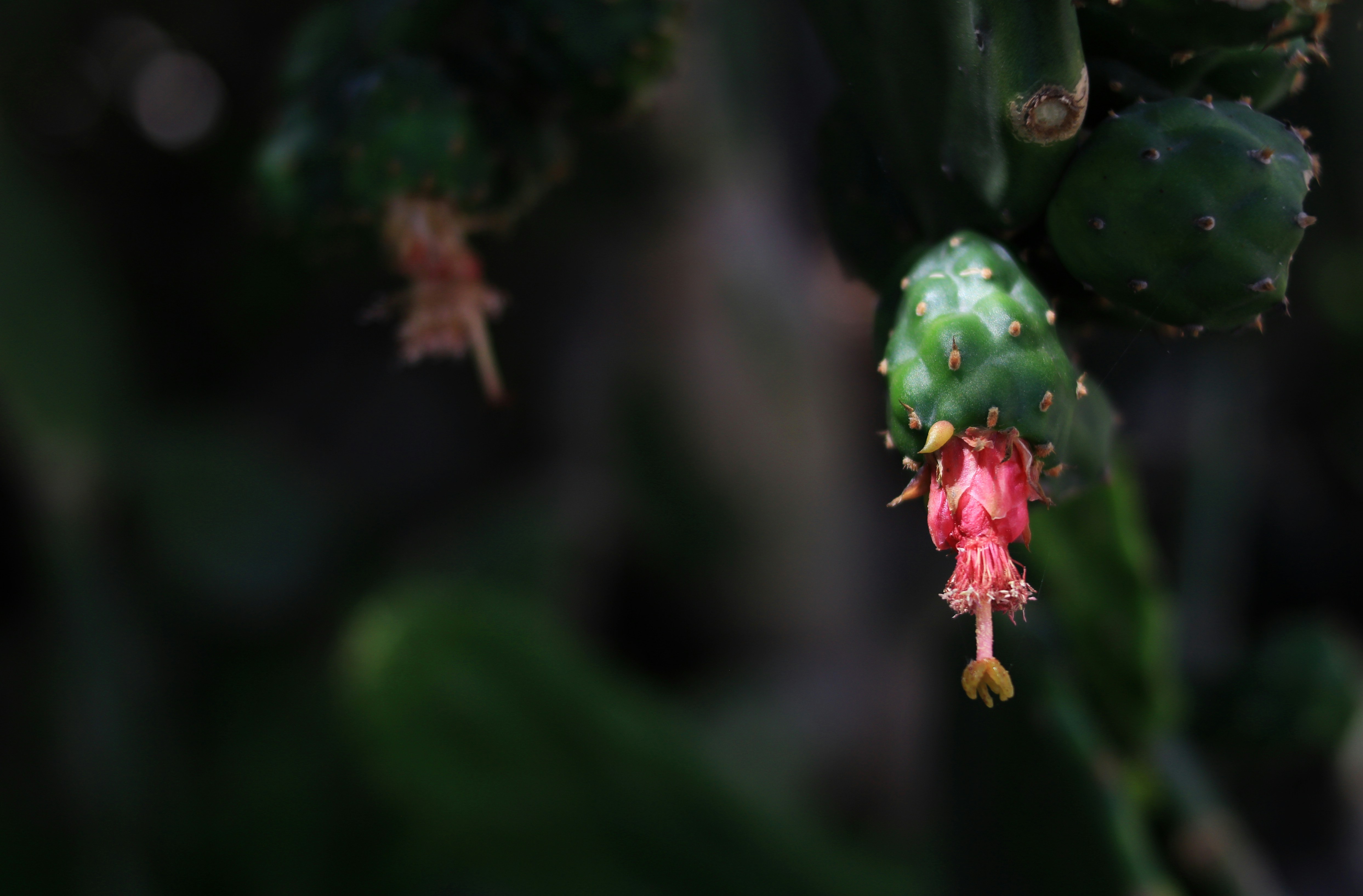 Pink Bloom Dangling from a Shadowed Cactus Pad