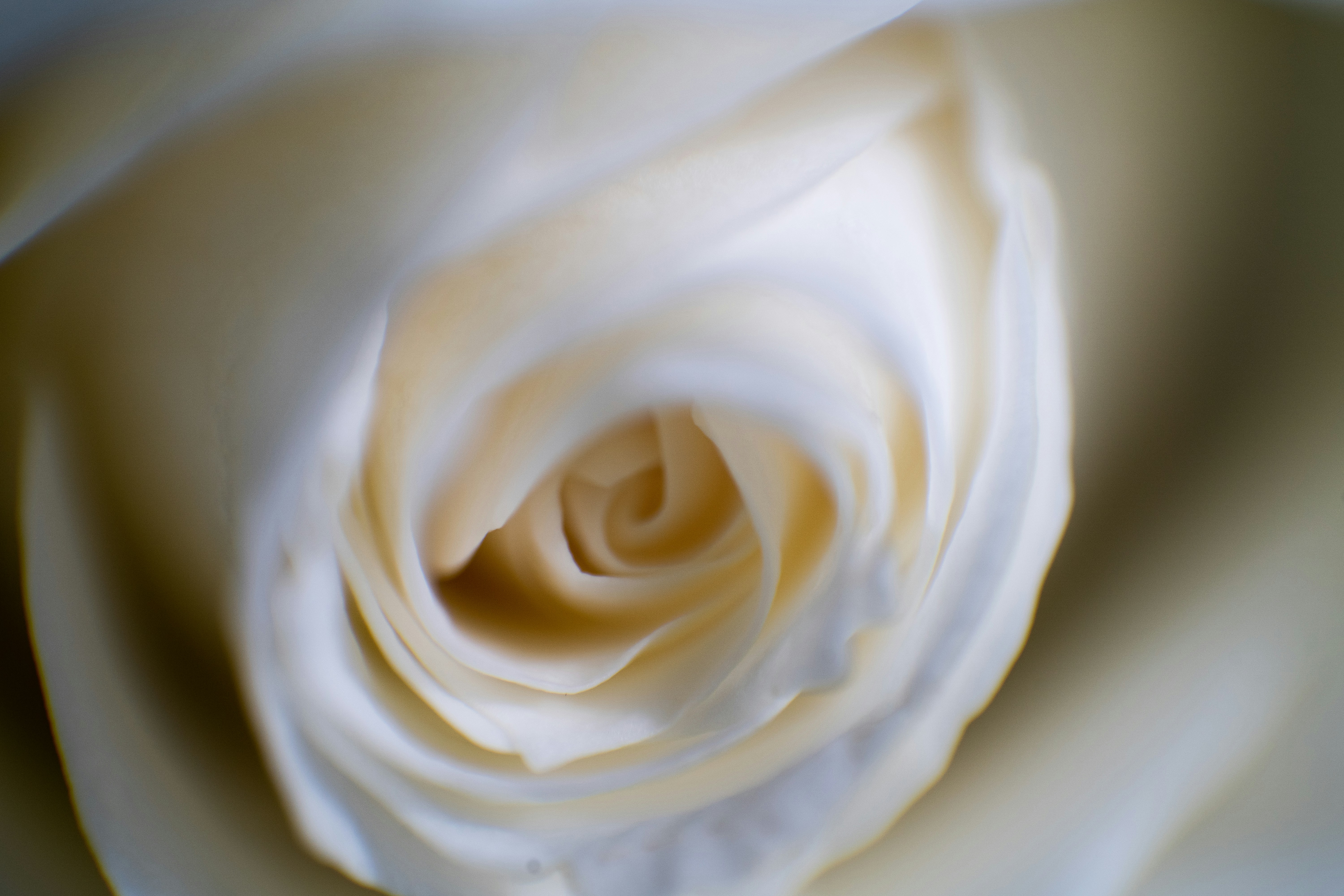 Macro photography of white rose flower photo – Free Rose Image on Unsplash