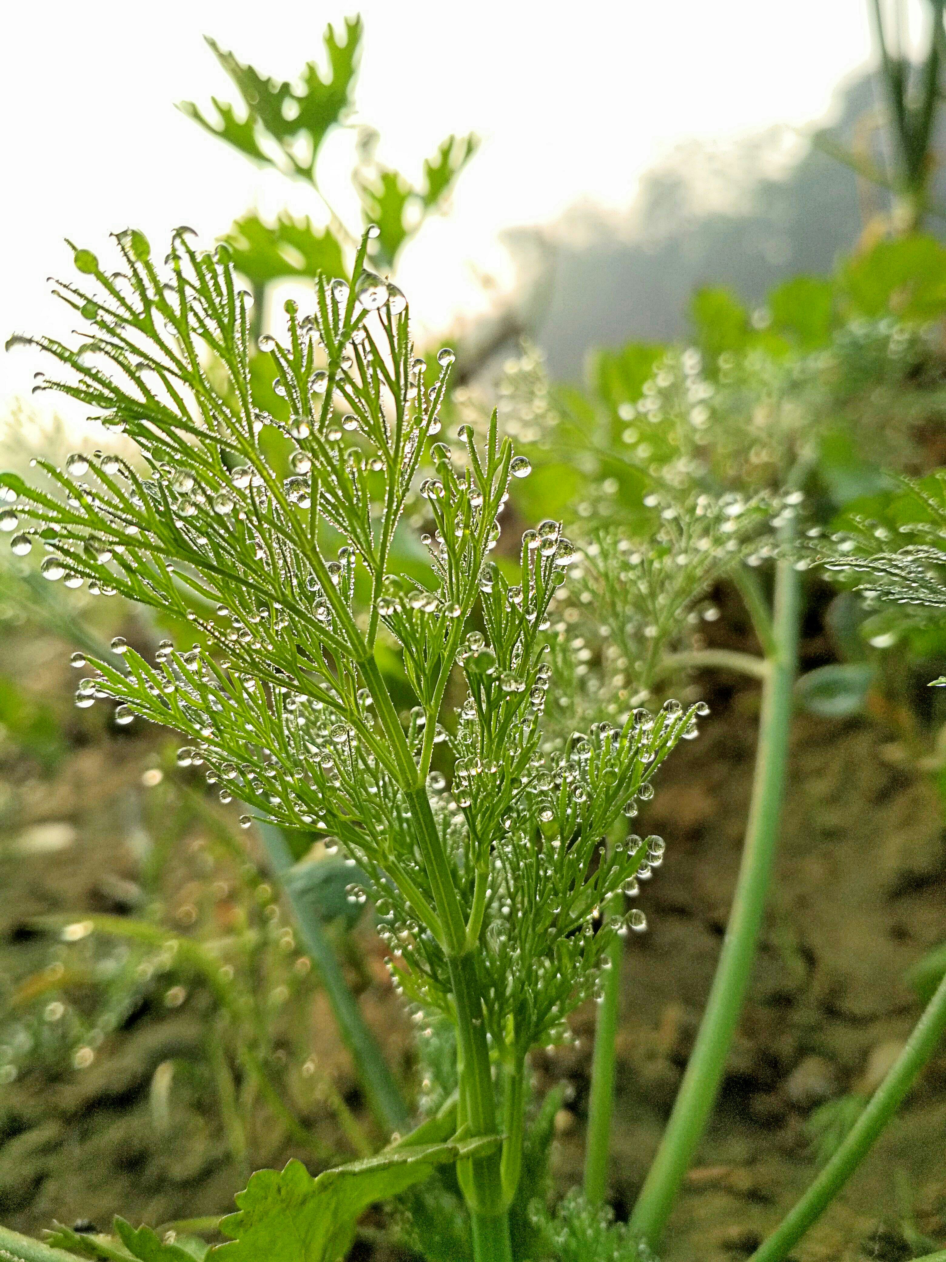 Dew-kissed Dill Fronds Framed by Morning Light