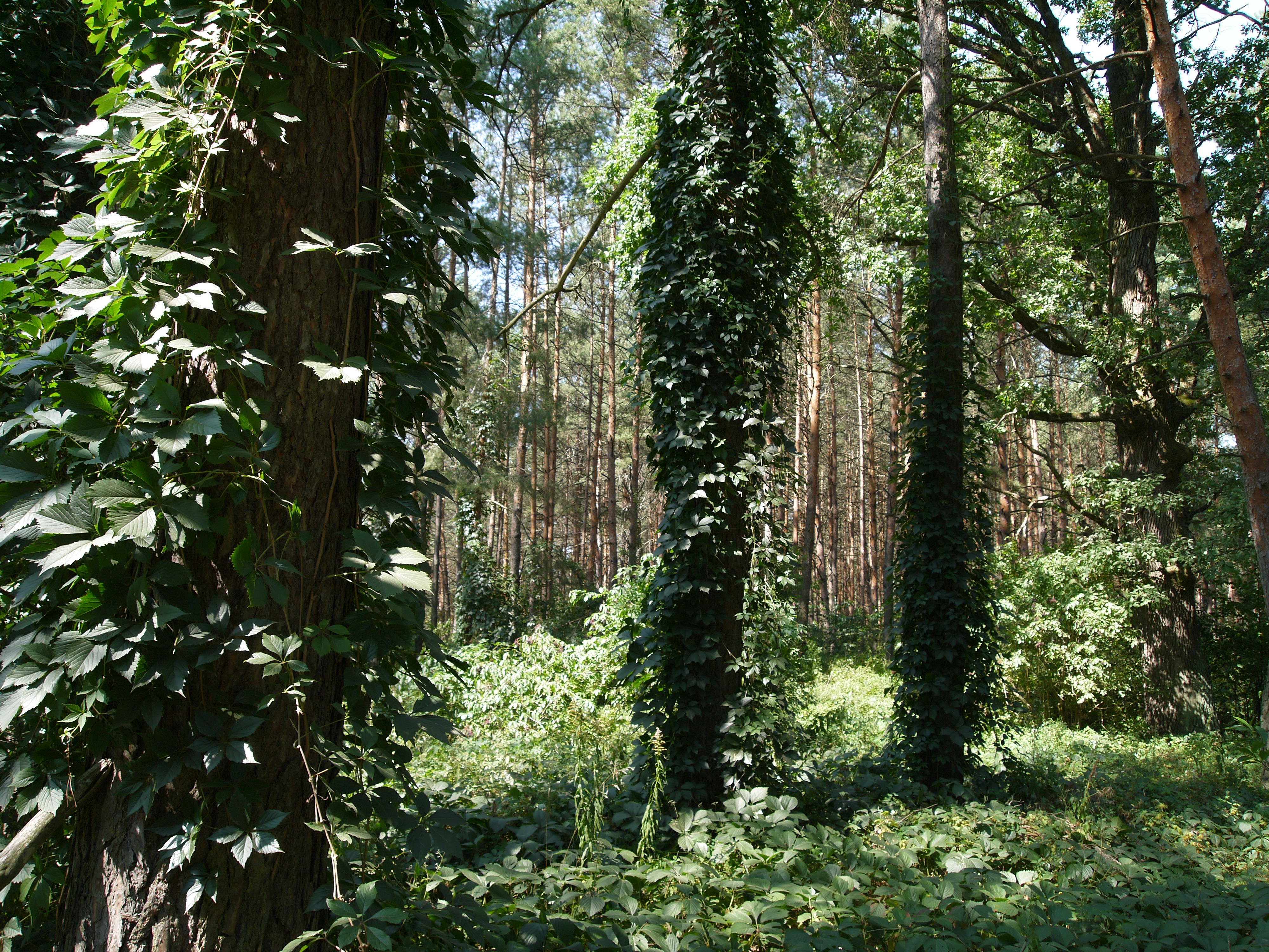 Green leaf trees at daytime photo – Free Plant Image on Unsplash