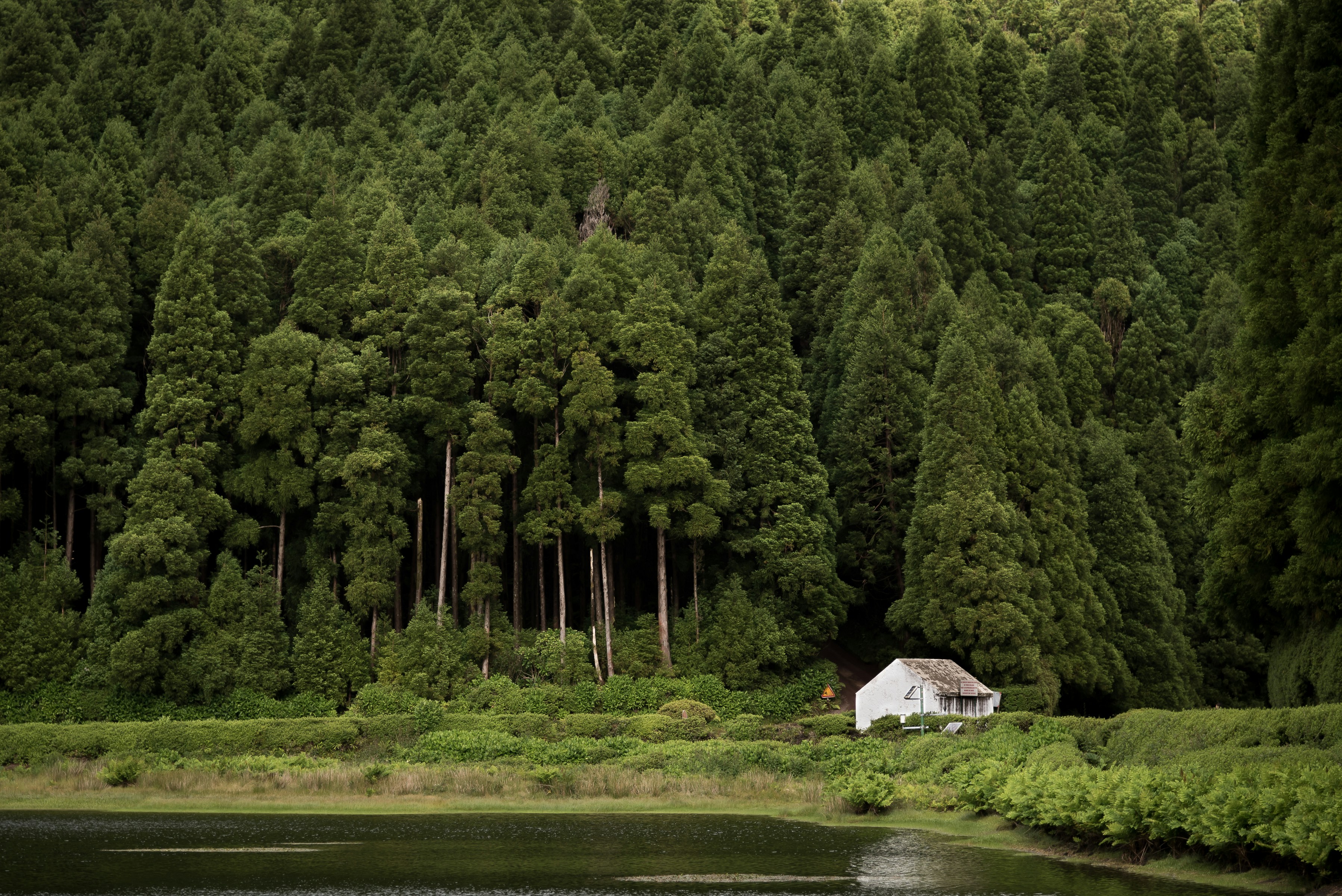 White house nestled beside a lush forest and tranquil body of water.