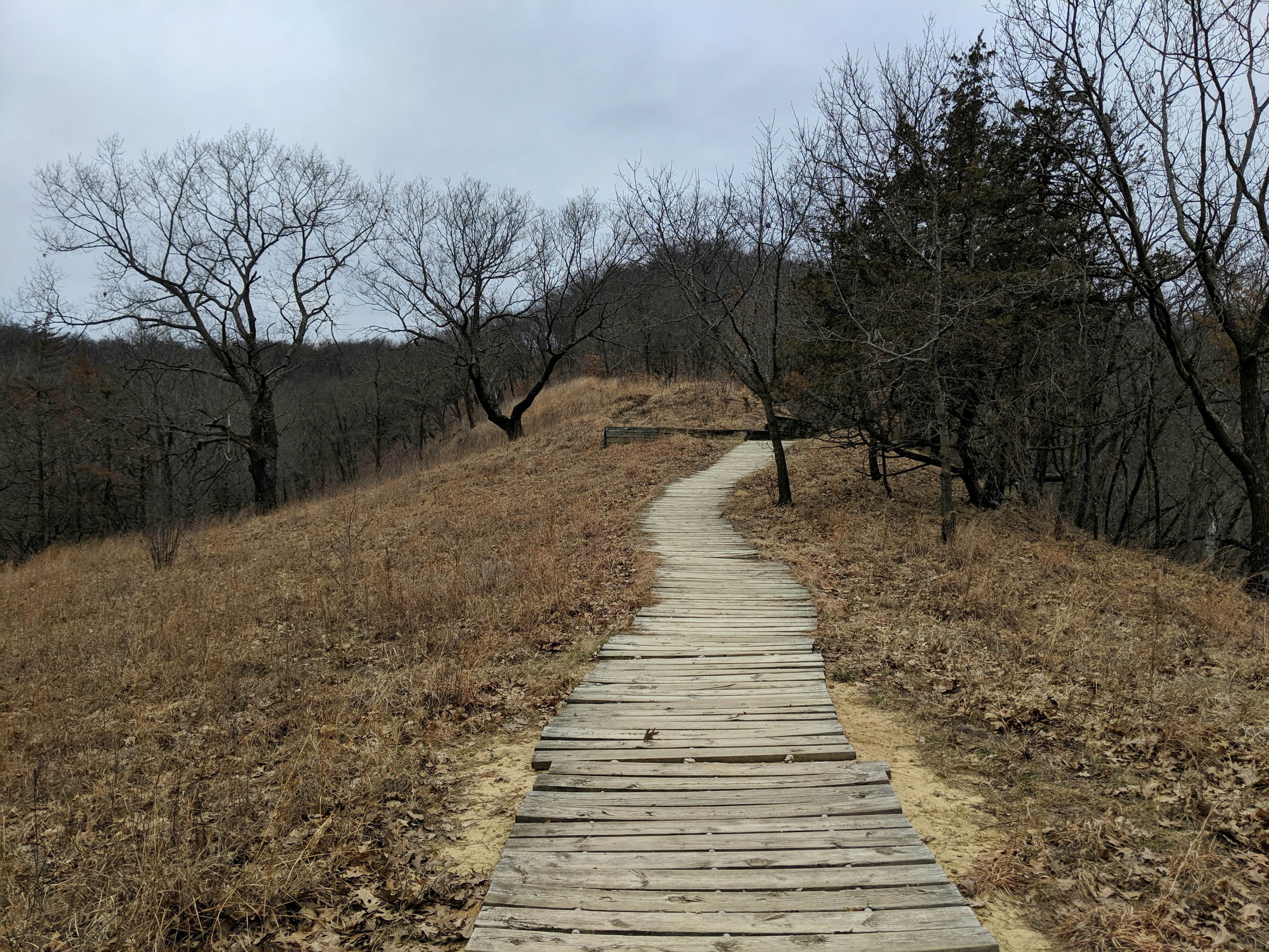 Winding wooden path through barren winter trees under a cloudy sky.