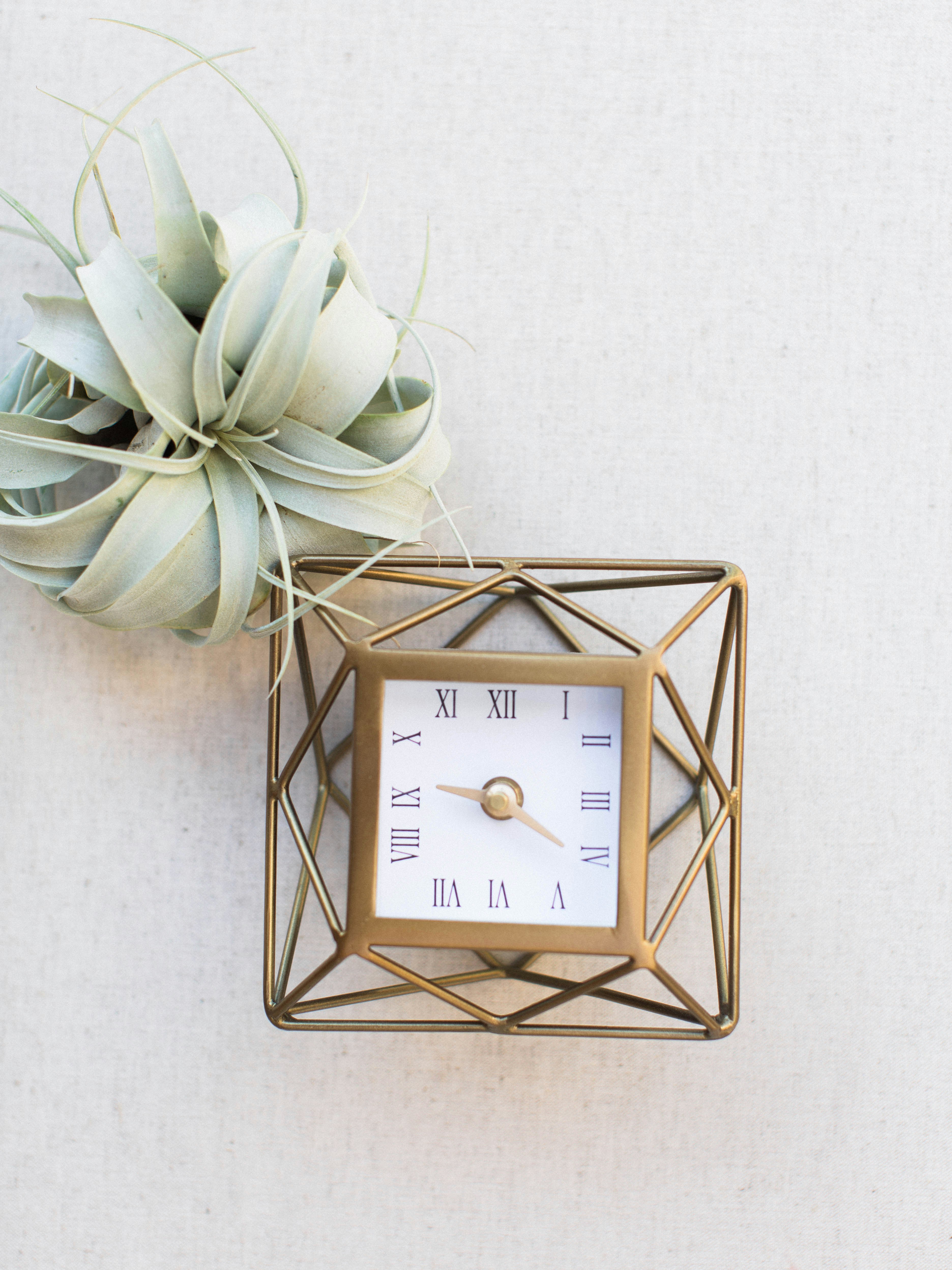 Ticking Geometry: A Brass Clock Nestled with a Pale Airplant
