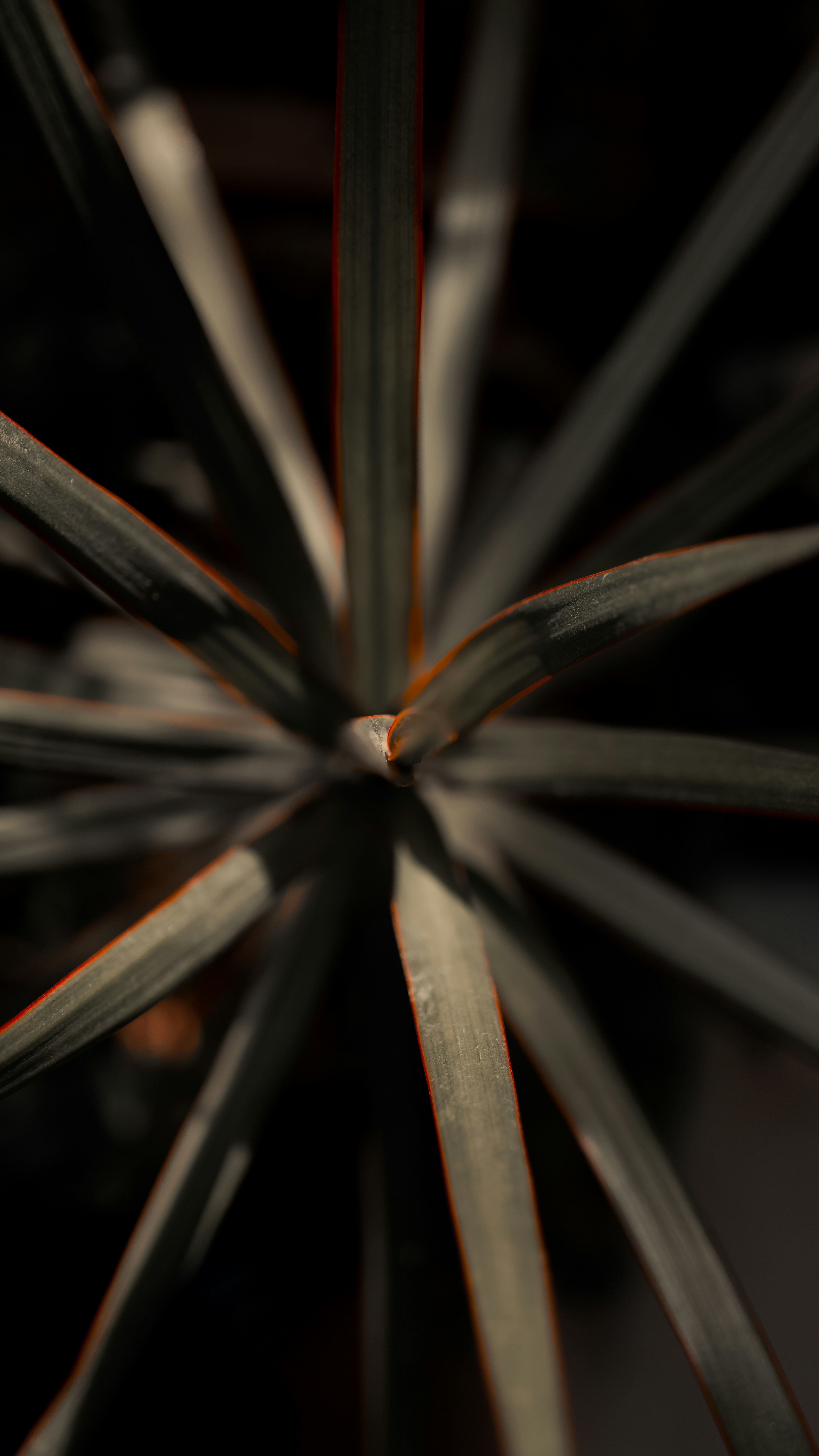 Close-up view of a plant's spiky leaves radiating from the center, showcasing their sharp lines and textures against a dark background.