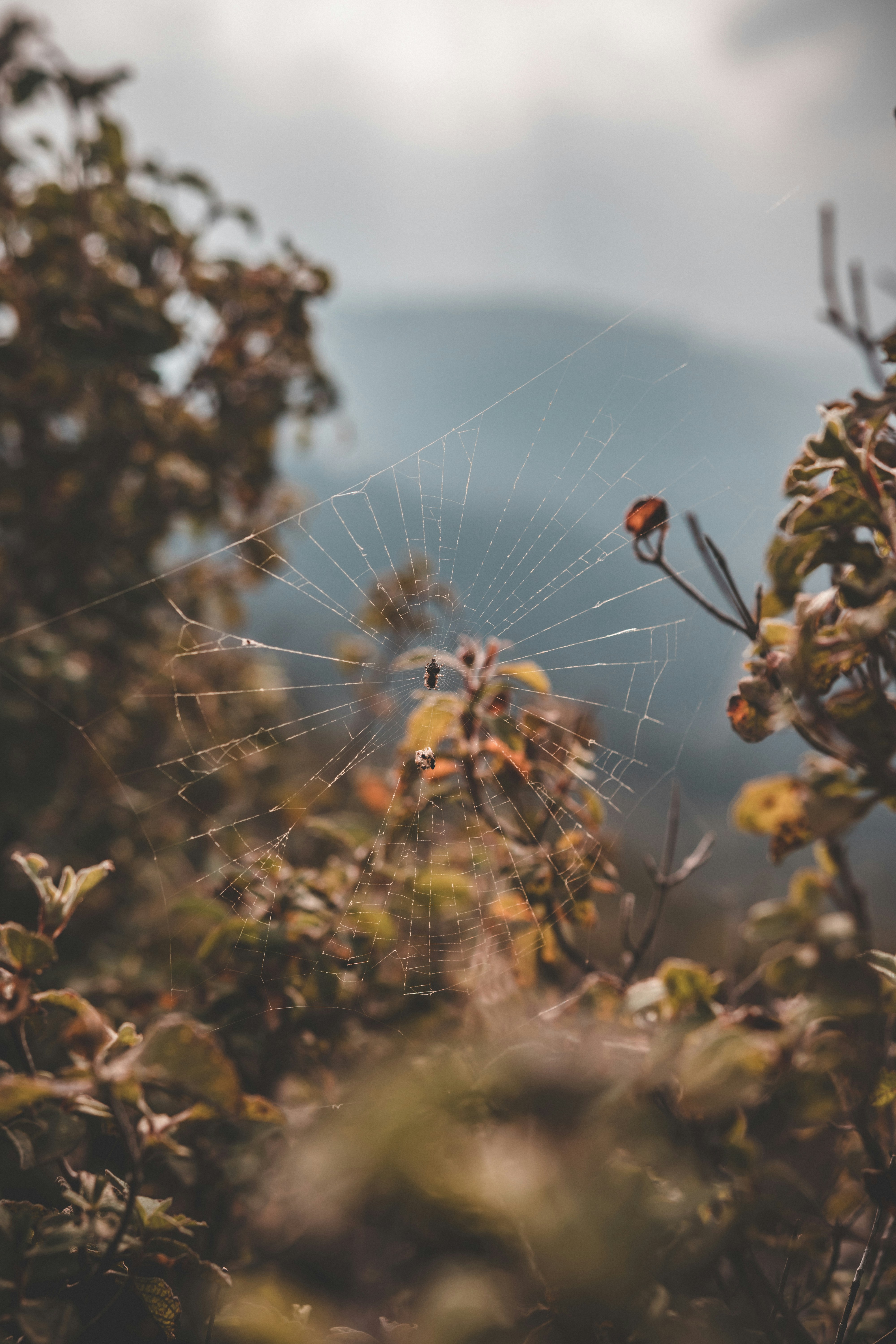 Silken Dawn: Spider Web Framing a Mountain Veil