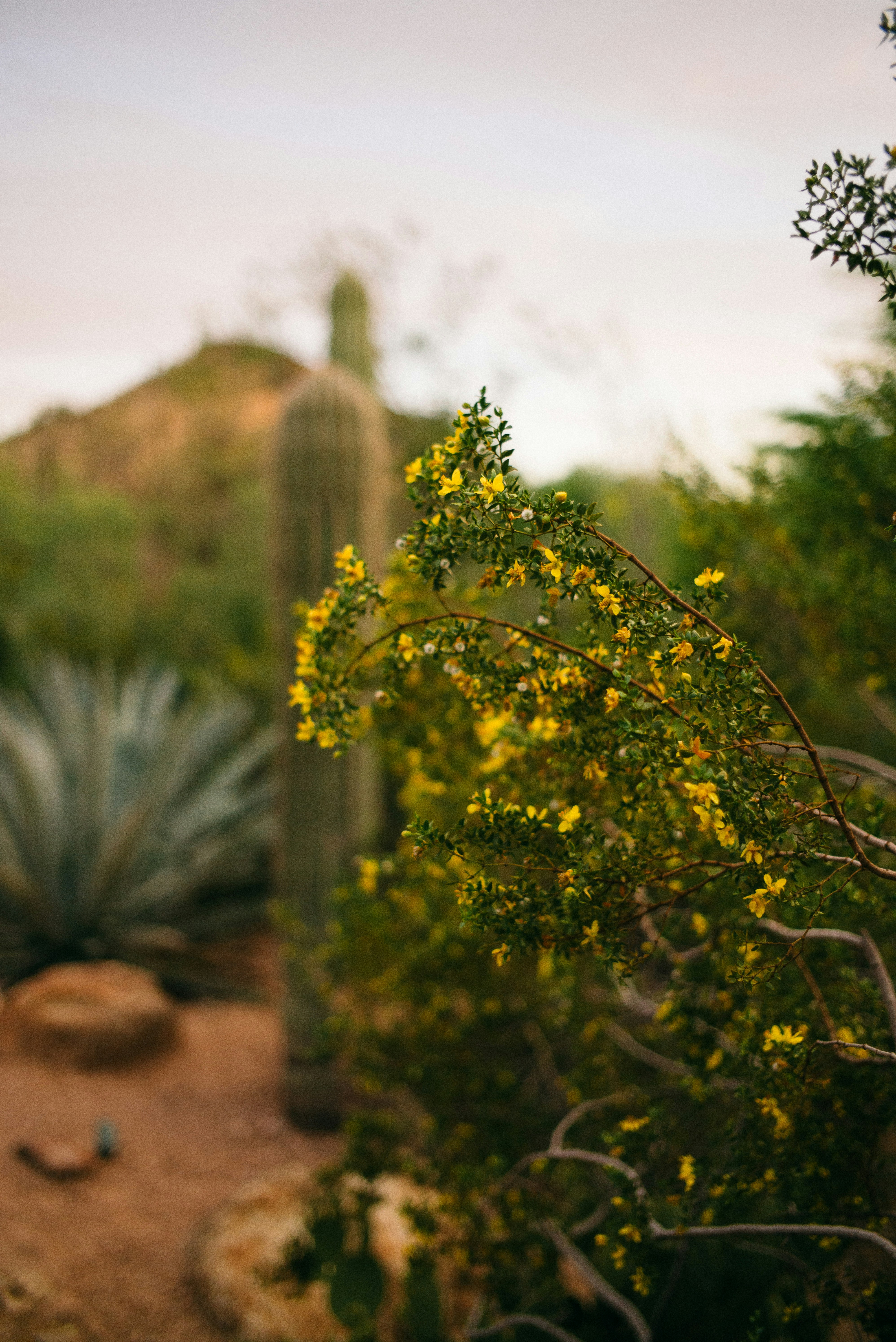 Desert garden photograph shows a curved branch with bright yellow blossoms in sharp focus. A softly blurred background features tall cacti and desert flora.