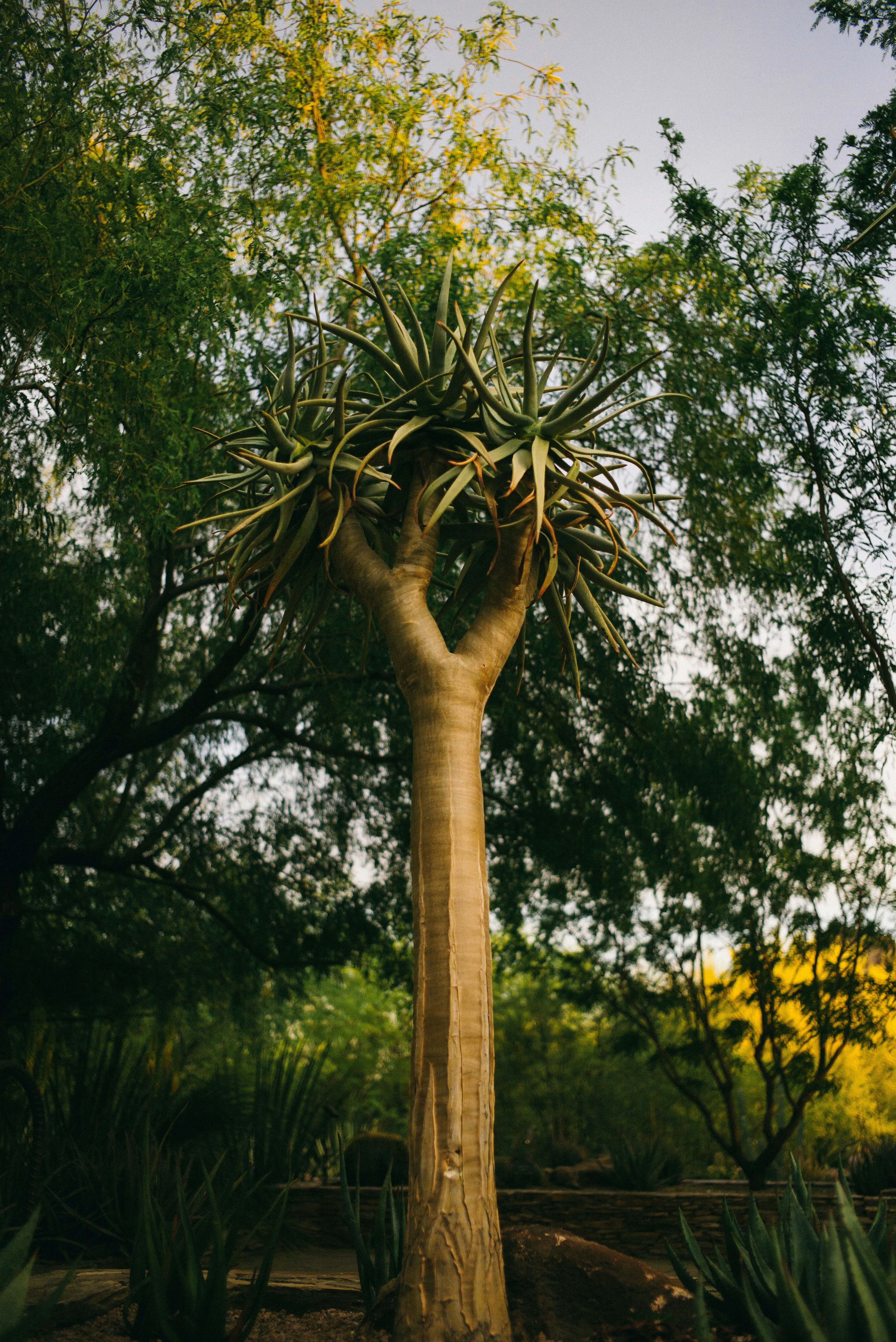 Ree Pictures | Download Free Images on Unsplash