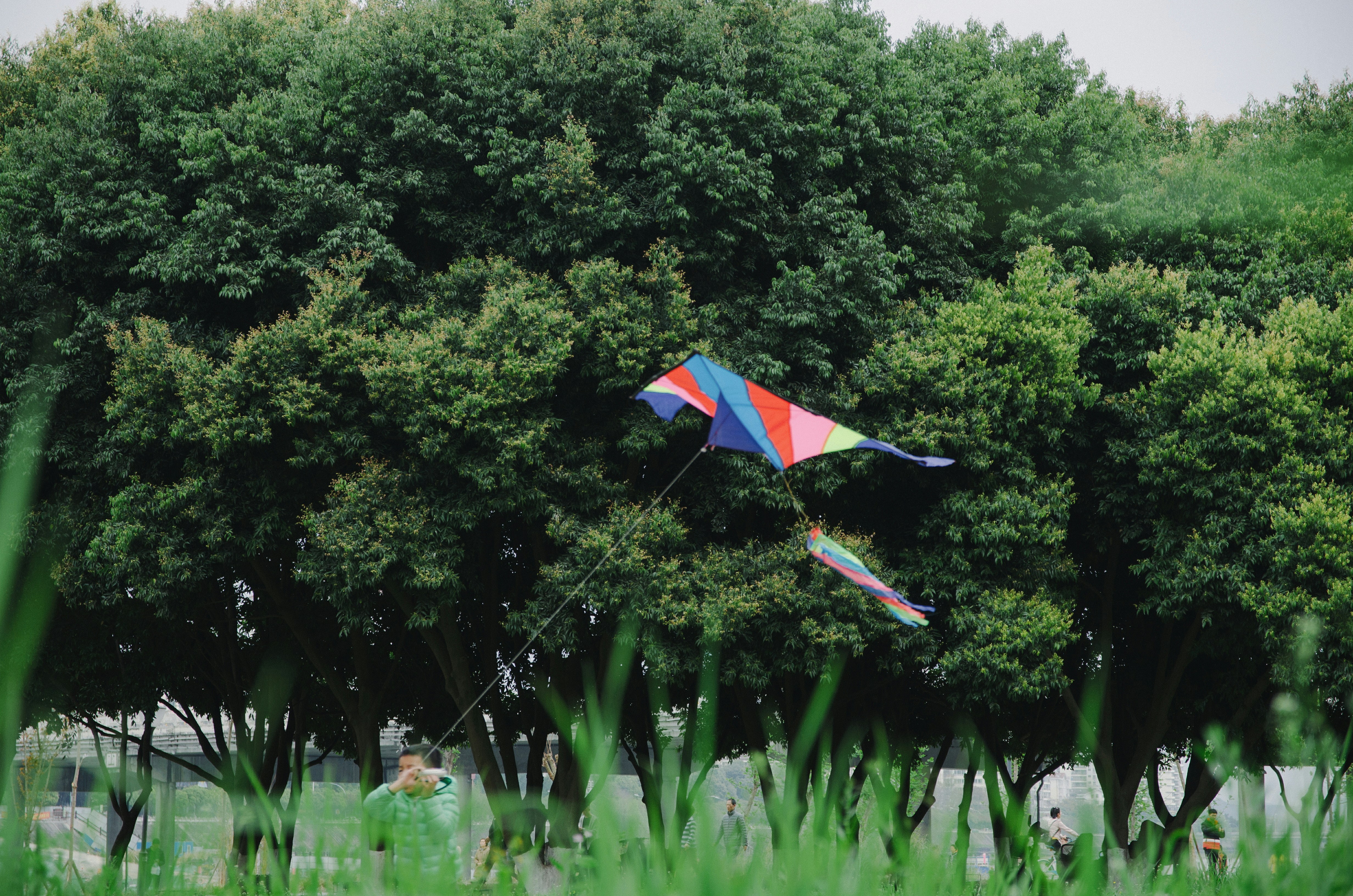 Tri-Color Kite Slicing Through the Park Canopy