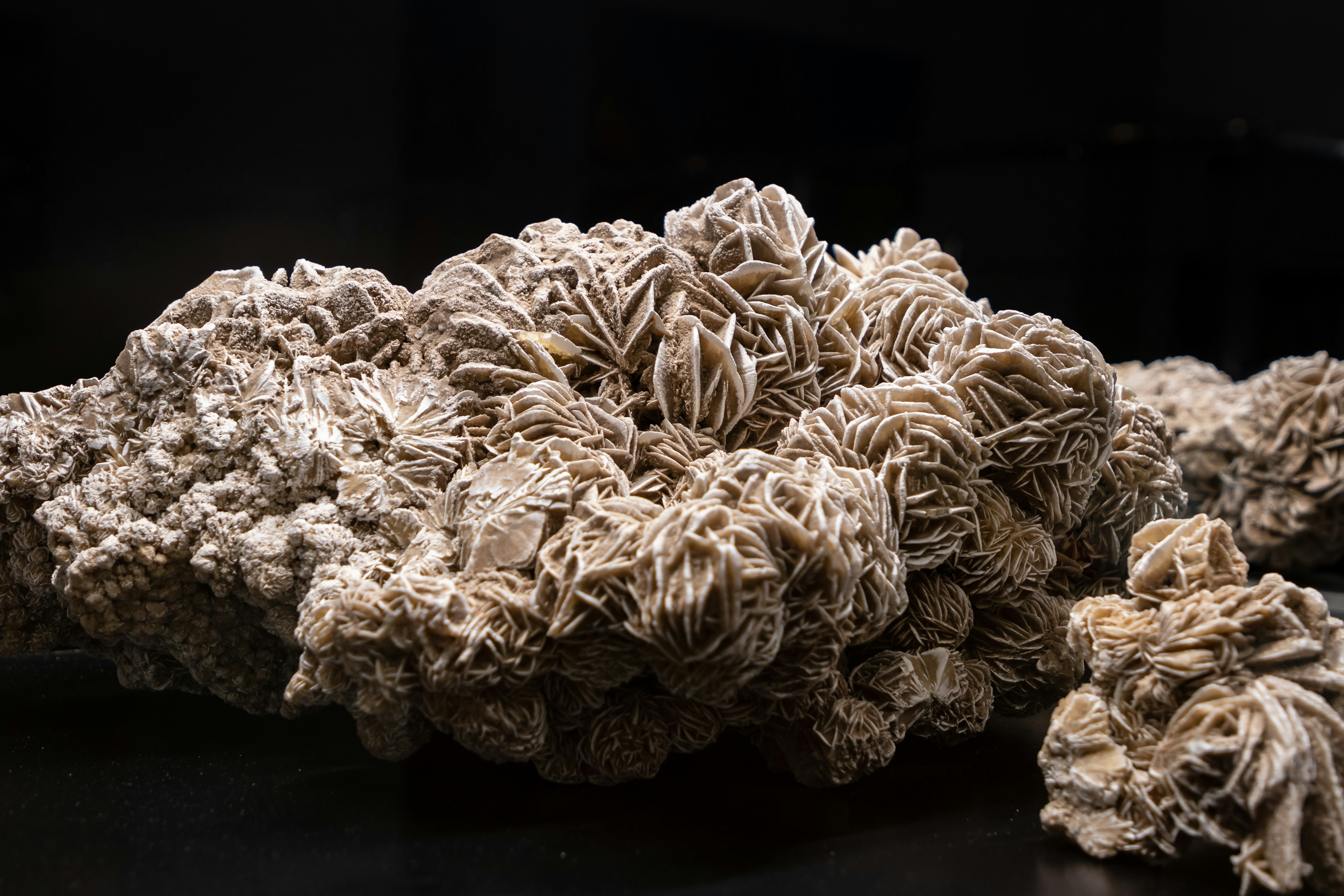 Desert Rose Cluster: Fossil-like Mineral Crystals Resting on a Dark Stage