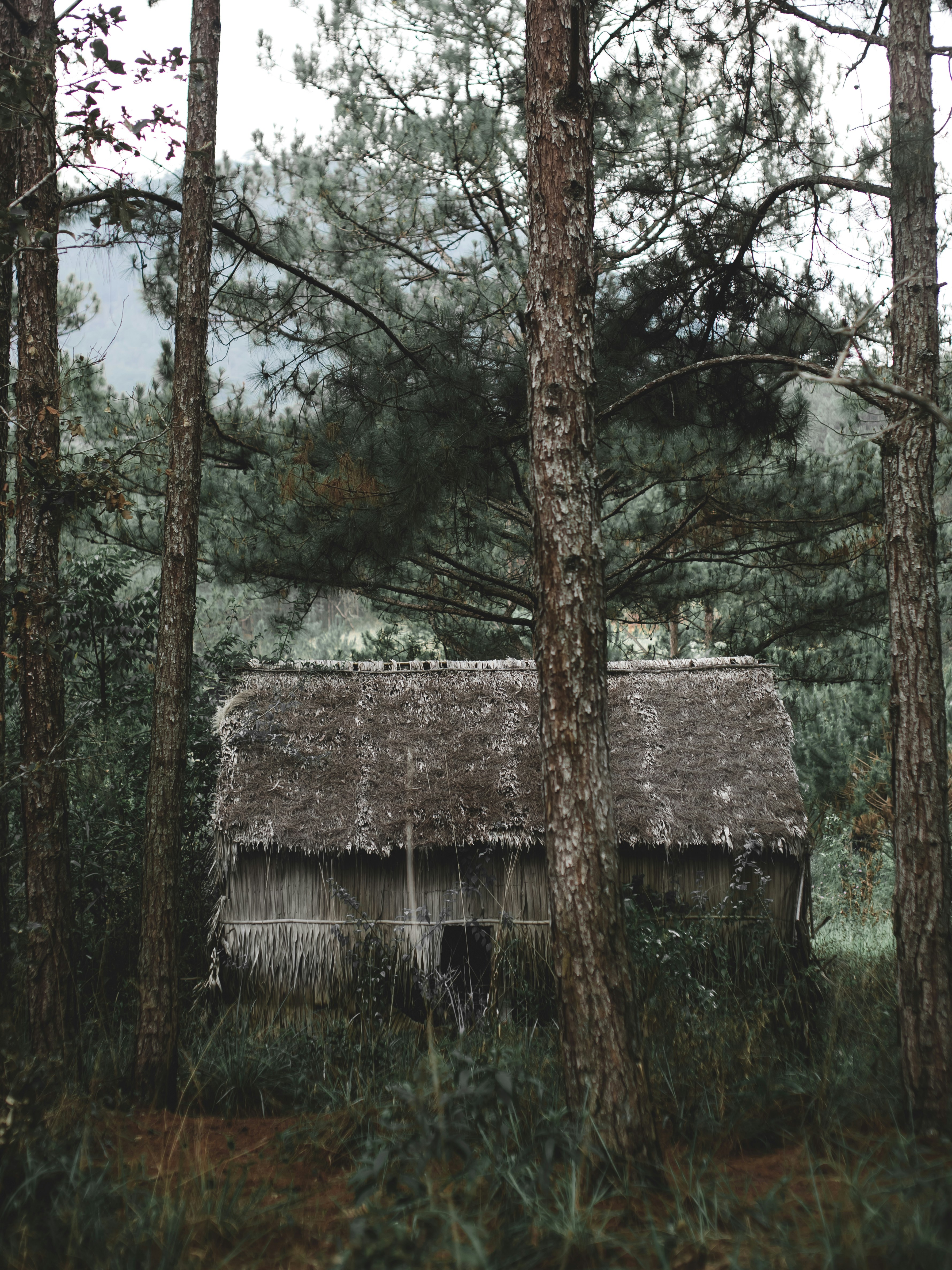 green-leafed trees near brown hut