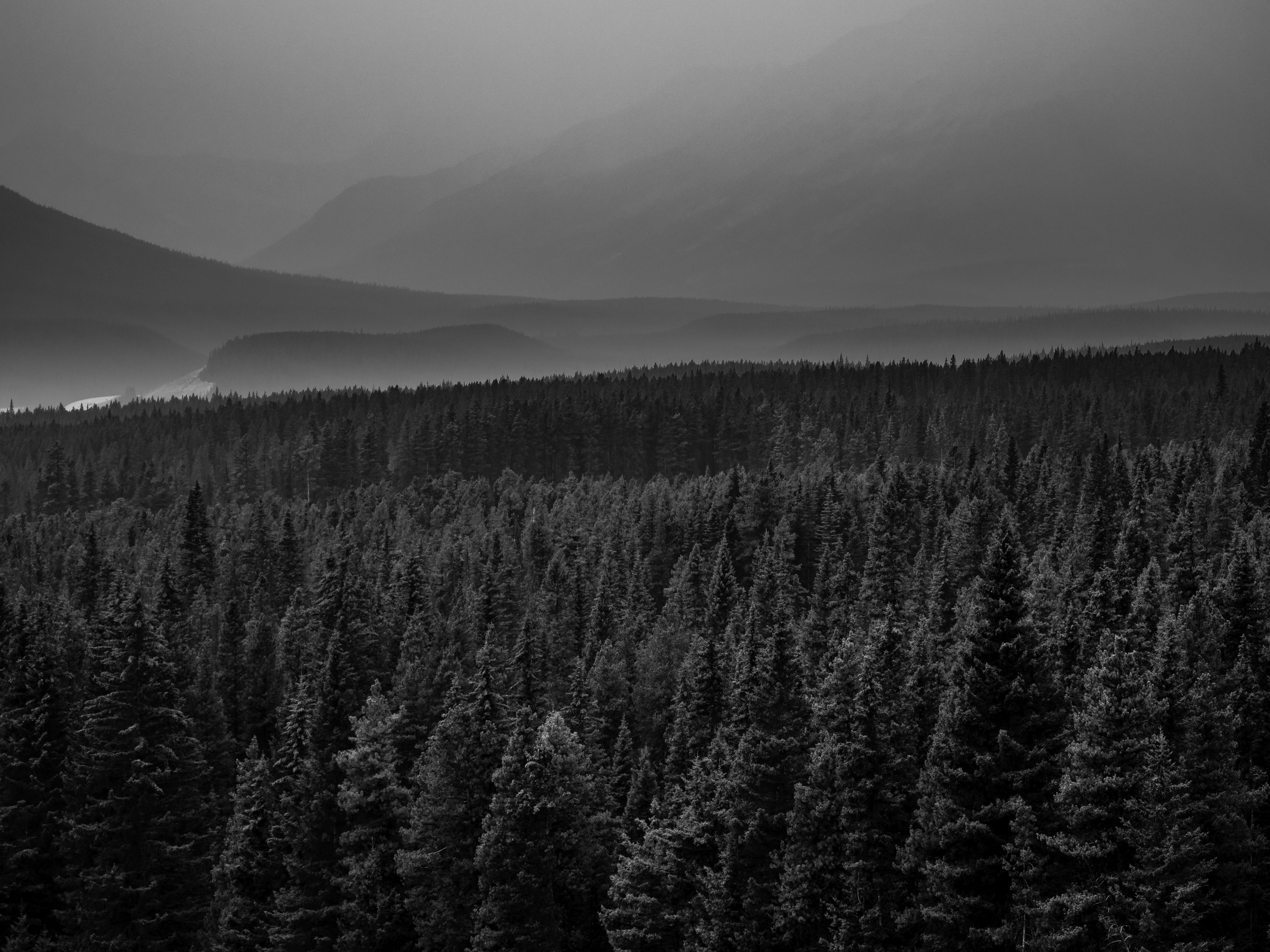 Grayscale photography of pine trees near mountain photo – Free Grey ...